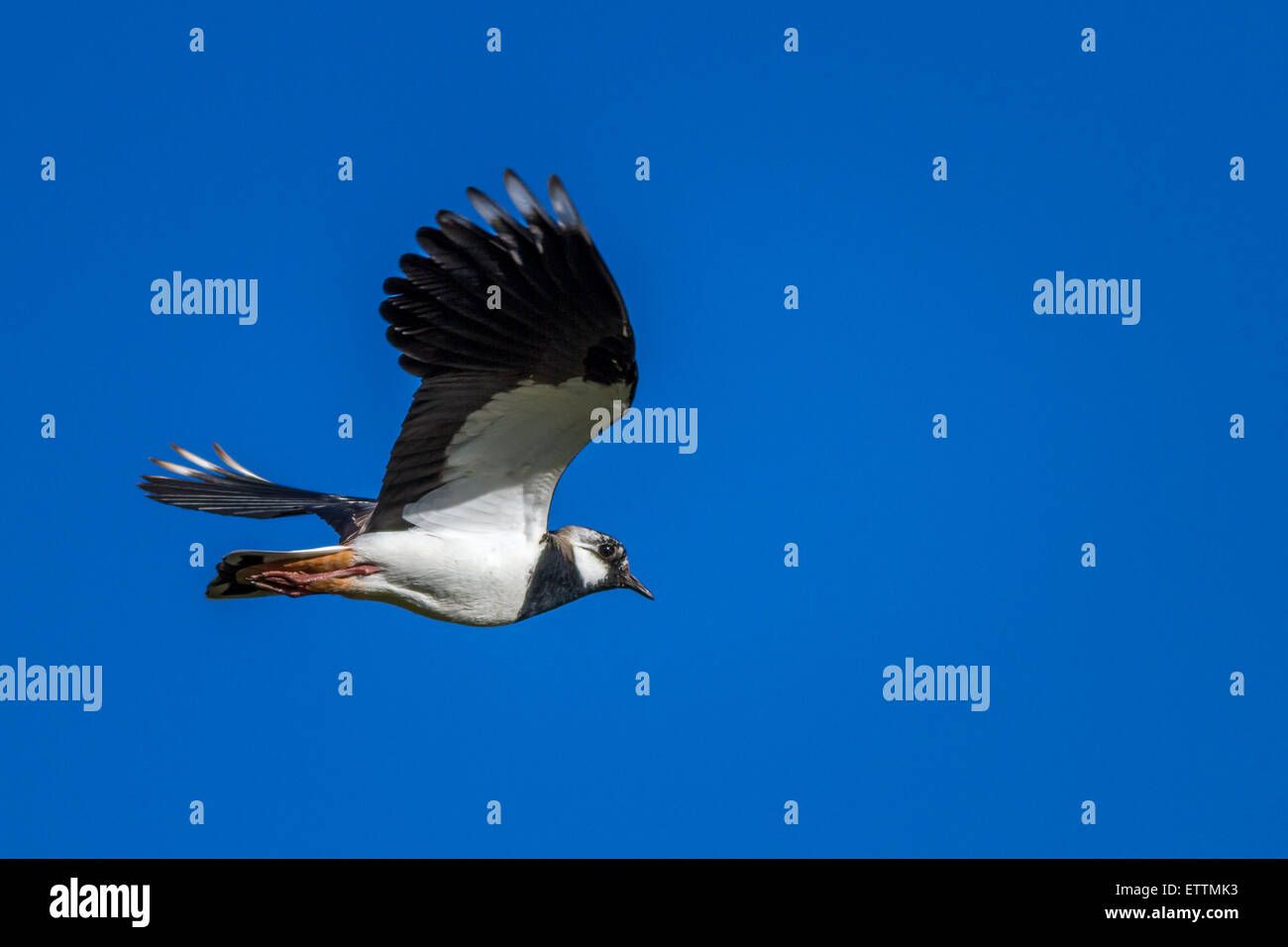 Northern Lapwing (Vanellus vanellus) in flight isolated against a ...
