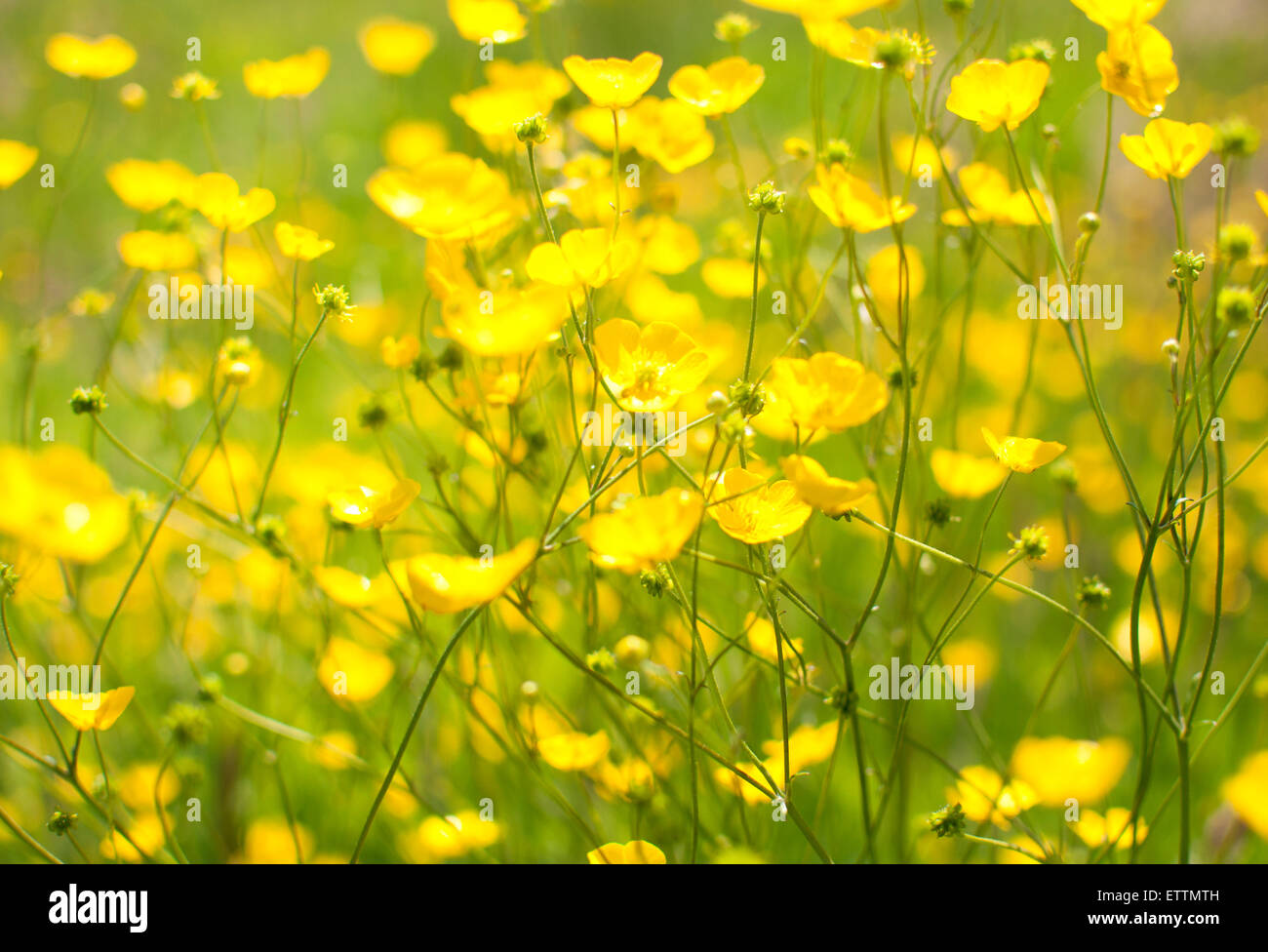Buttercup field hi-res stock photography and images - Alamy