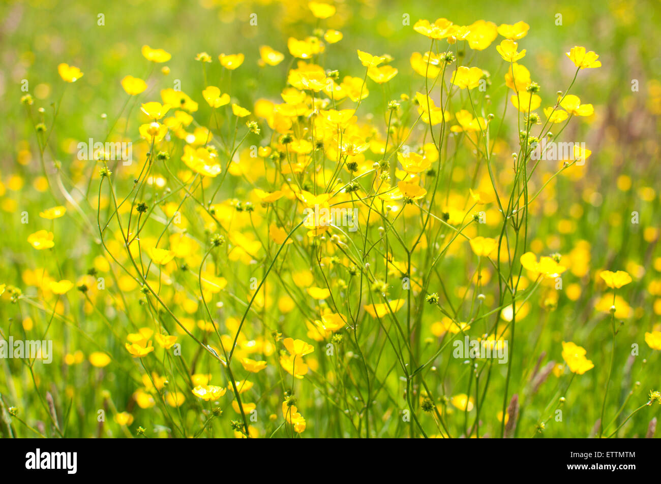 Buttercup field hi-res stock photography and images - Alamy
