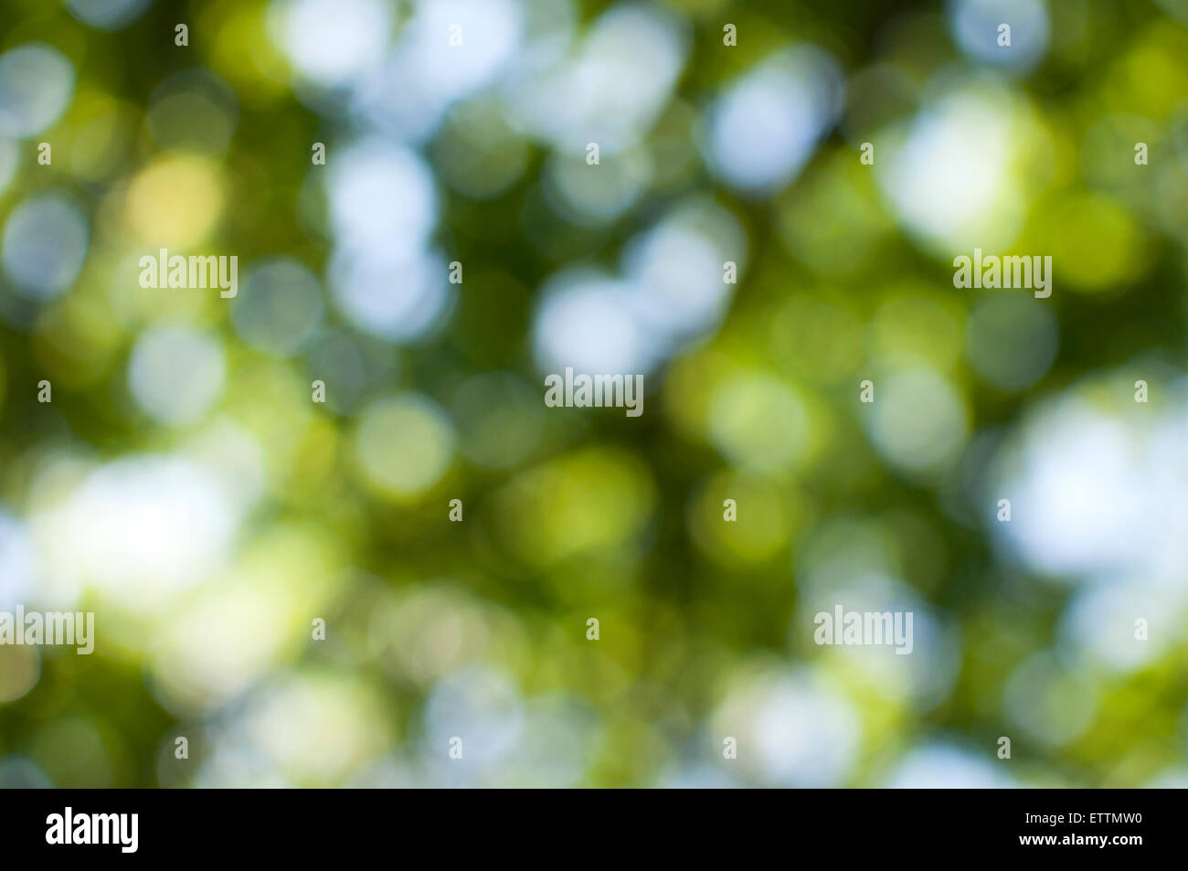 Background image, tree canopy out of focus Stock Photo - Alamy