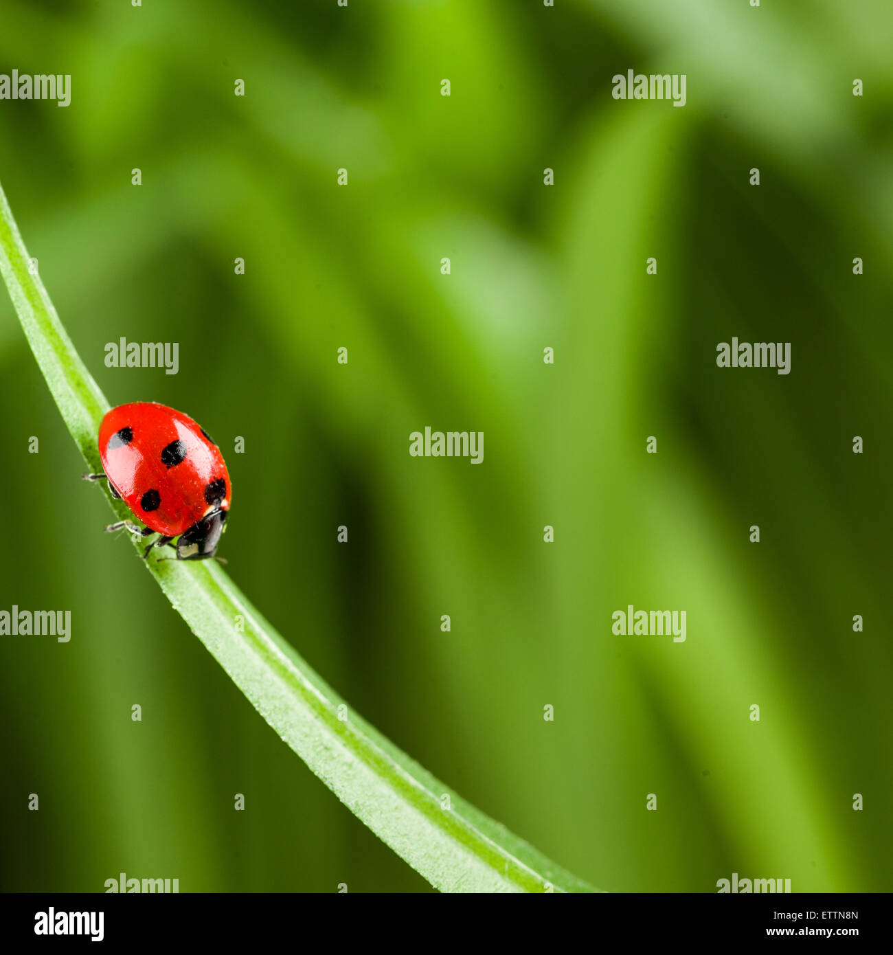 Ladybug running along on blade of green grass Stock Photo - Alamy