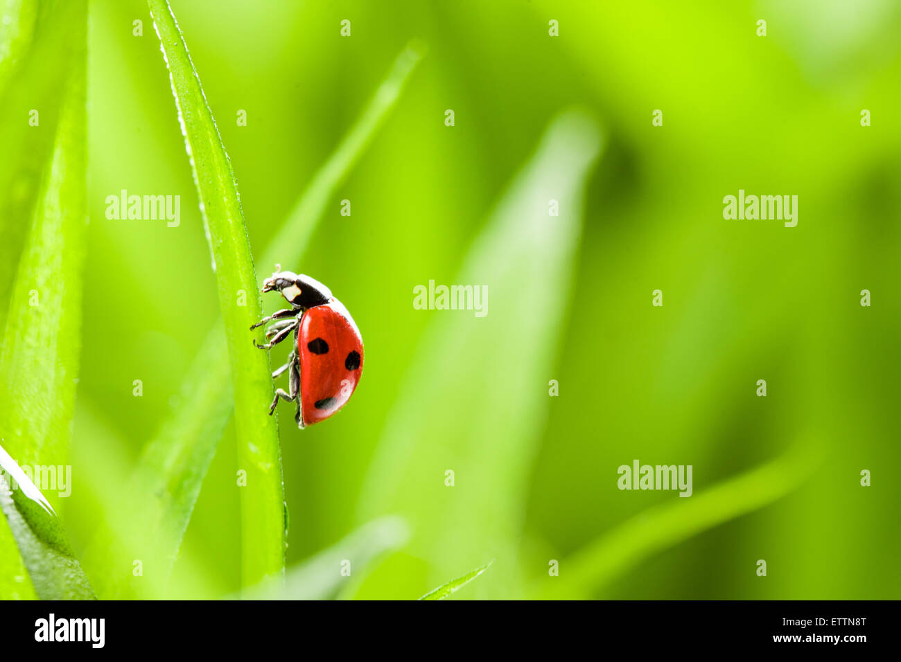 Ladybug running along on blade of green grass Stock Photo - Alamy