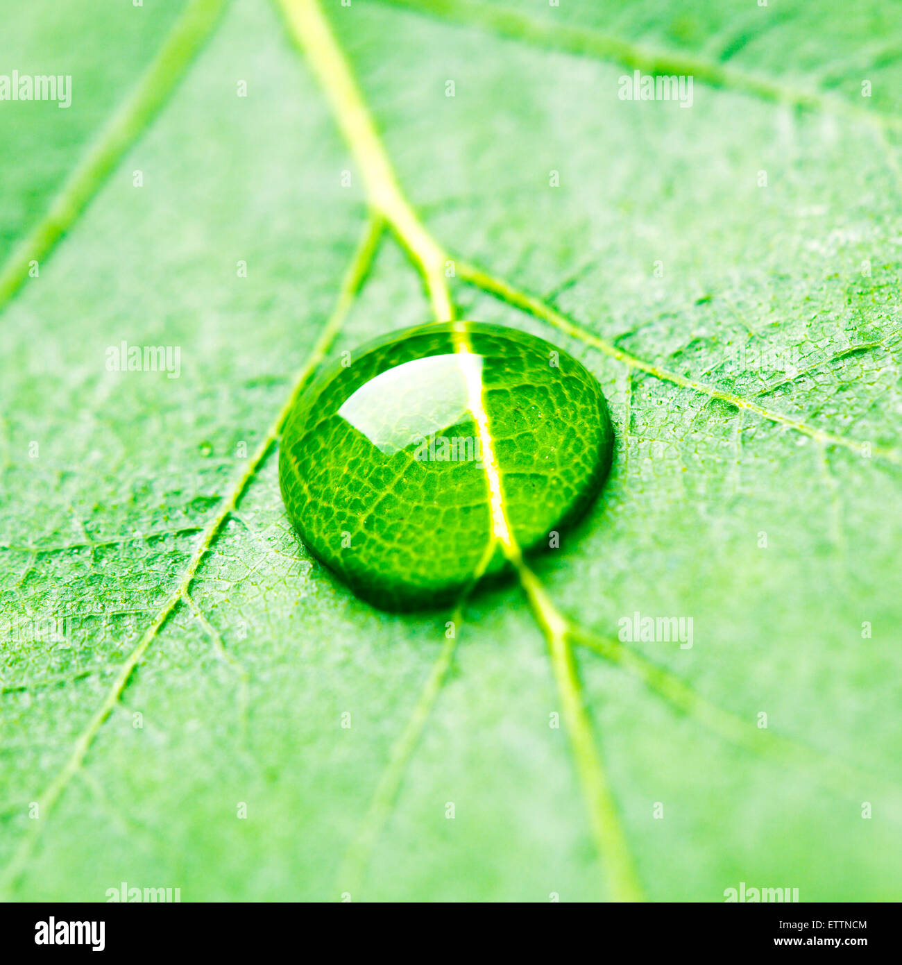 Water drop on leaf Stock Photo - Alamy