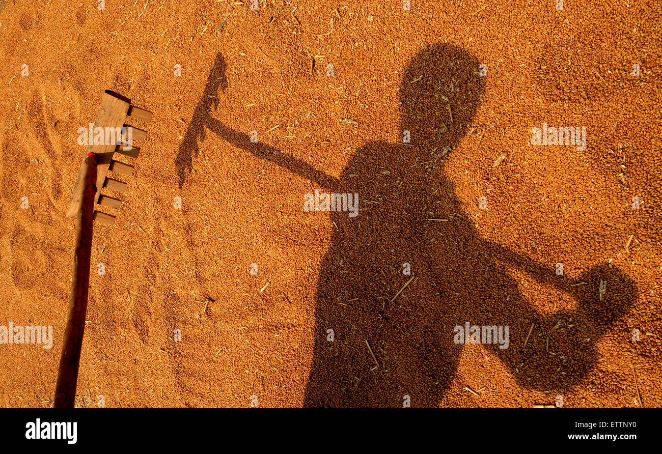 Zhengzhou, China's Henan Province. 9th June, 2015. A farmer dries wheat ...