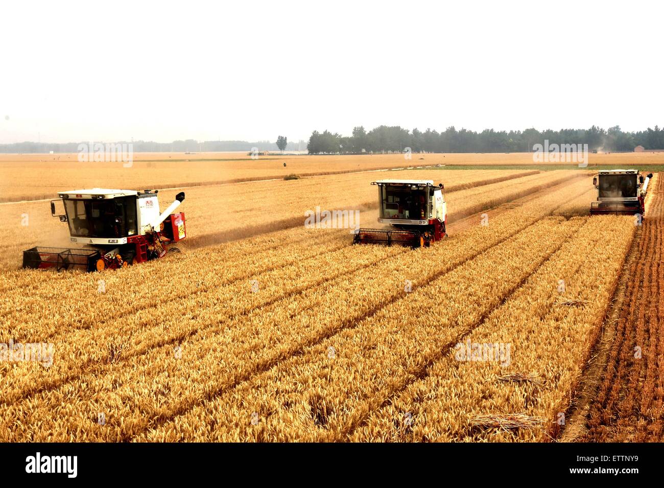 Anyang, China's Henan Province. 11th June, 2015. Combine harvesters ...