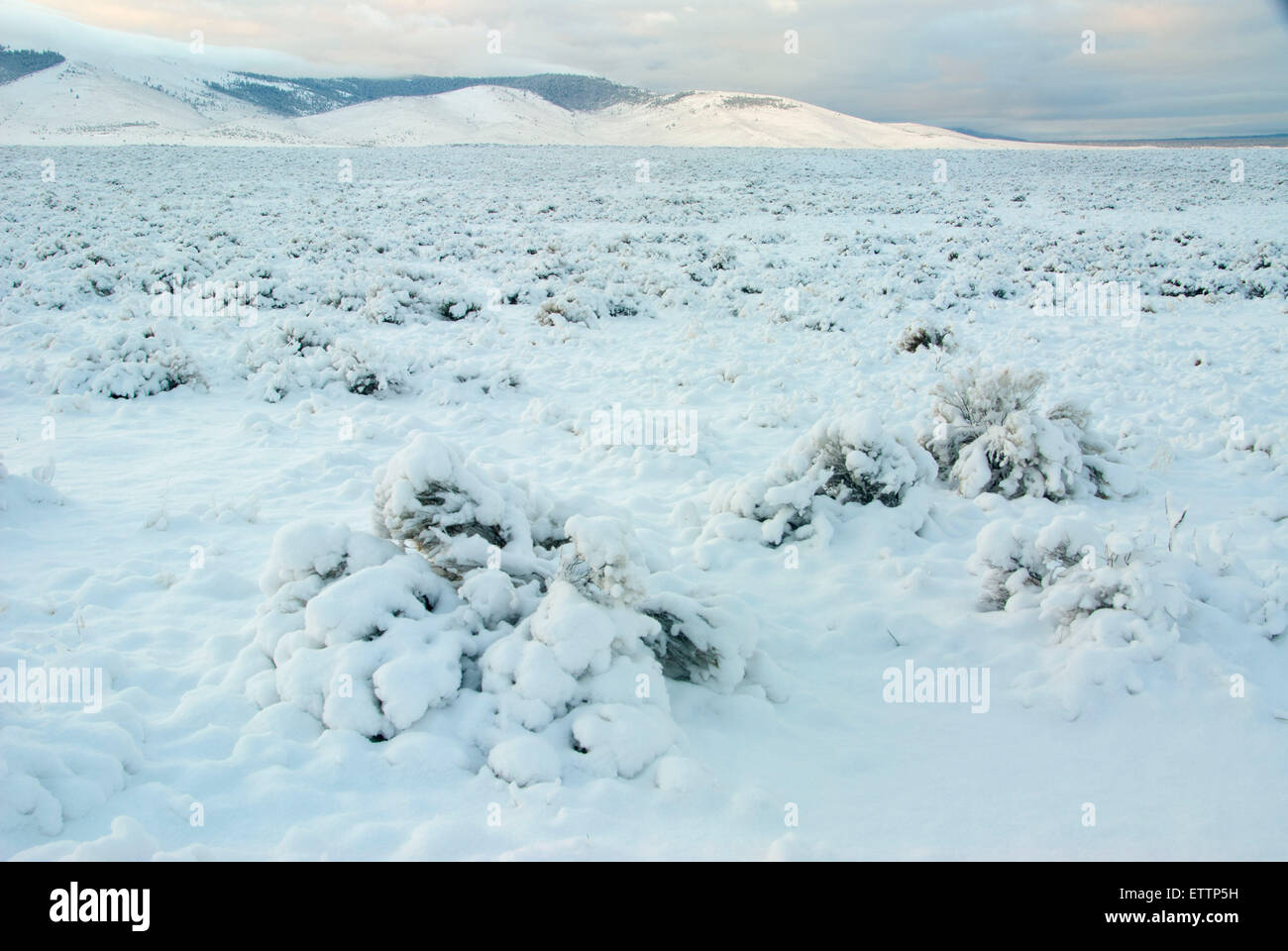 Sagebrush snow hi-res stock photography and images - Alamy