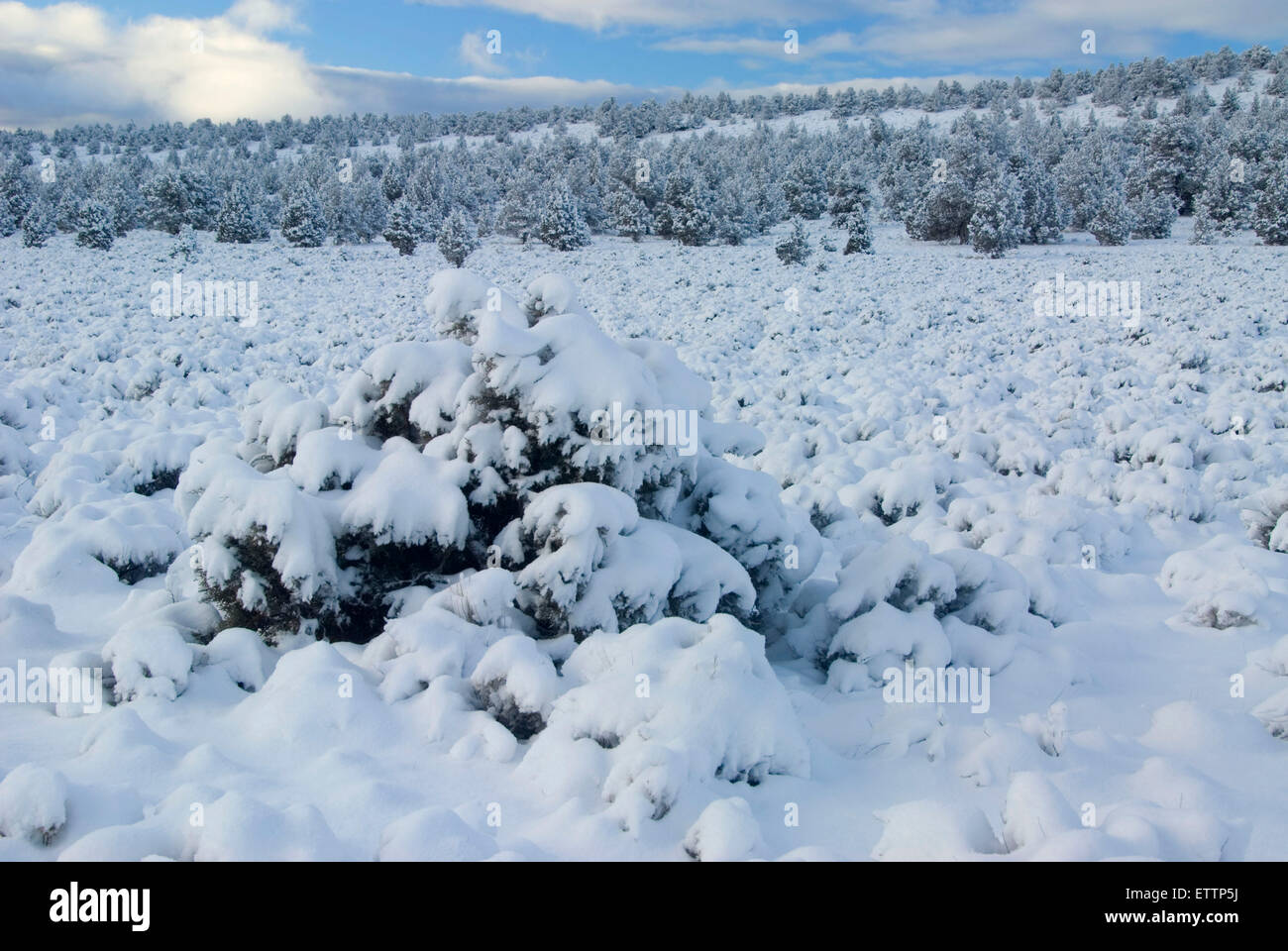 Winter high desert hi-res stock photography and images - Alamy