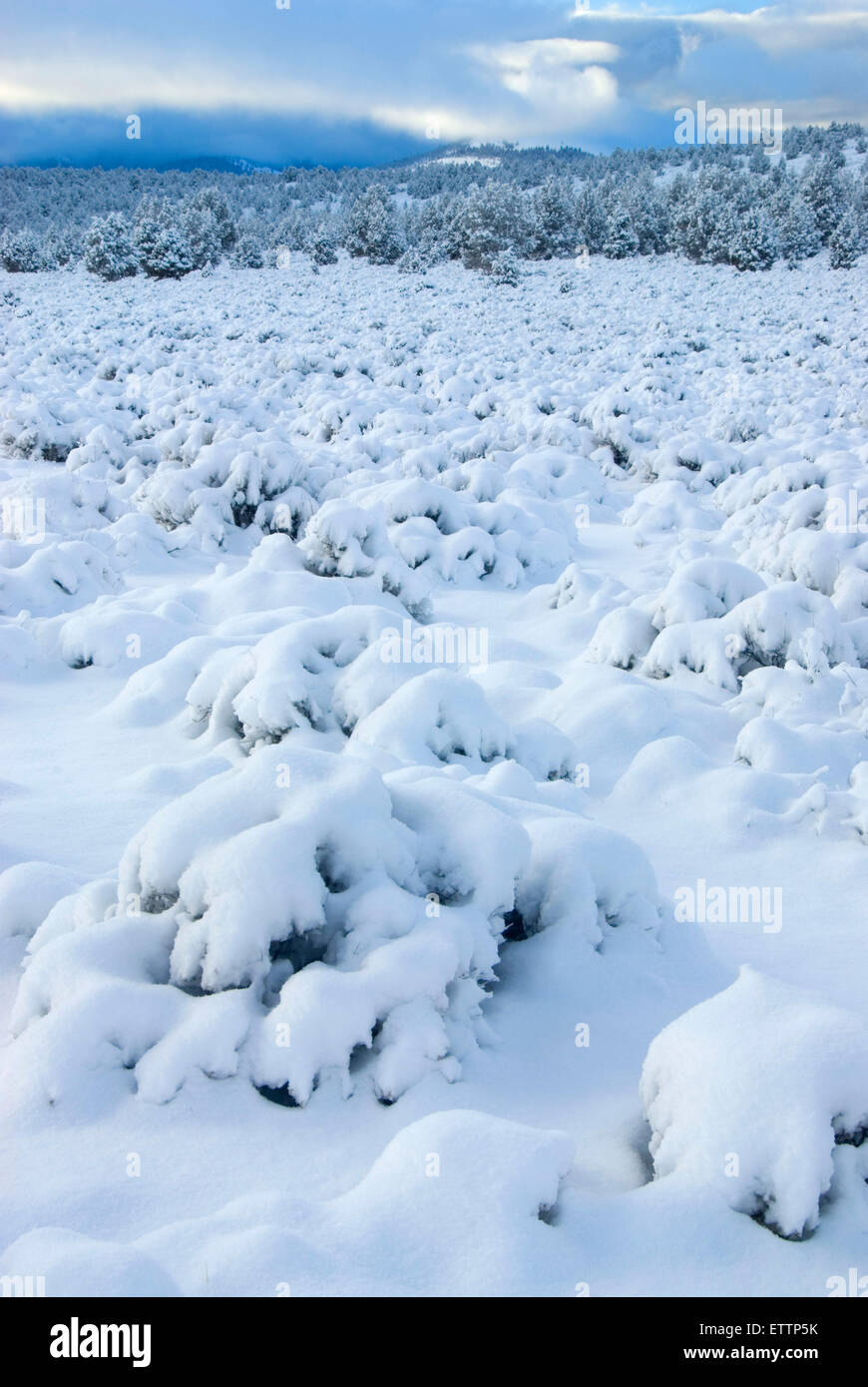 Sagebrush snow hi-res stock photography and images - Alamy