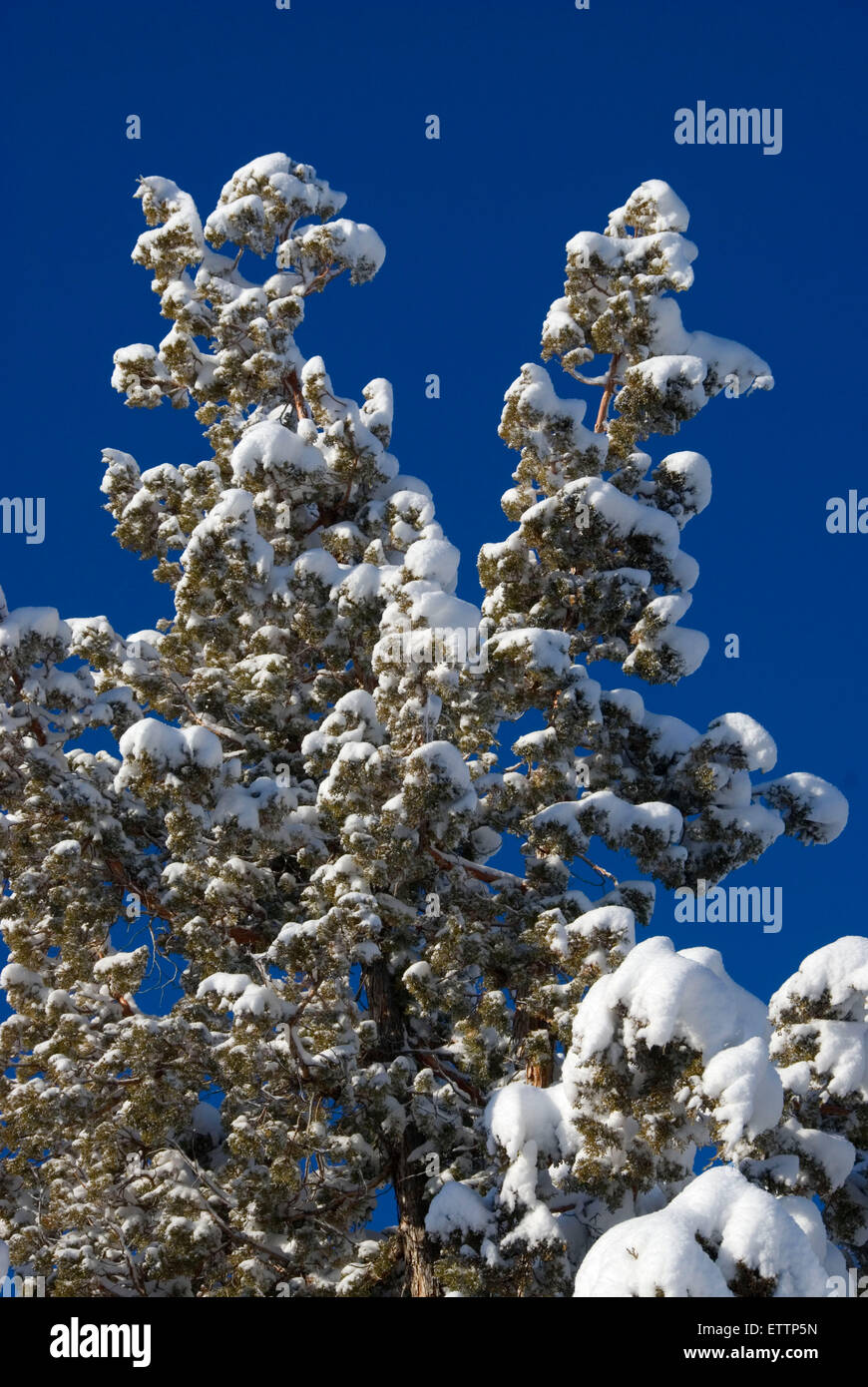 Western juniper oregon hi-res stock photography and images - Alamy