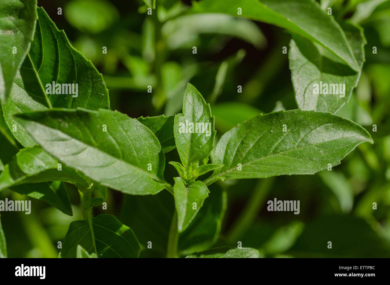 Fresh basil leaves hi-res stock photography and images - Alamy