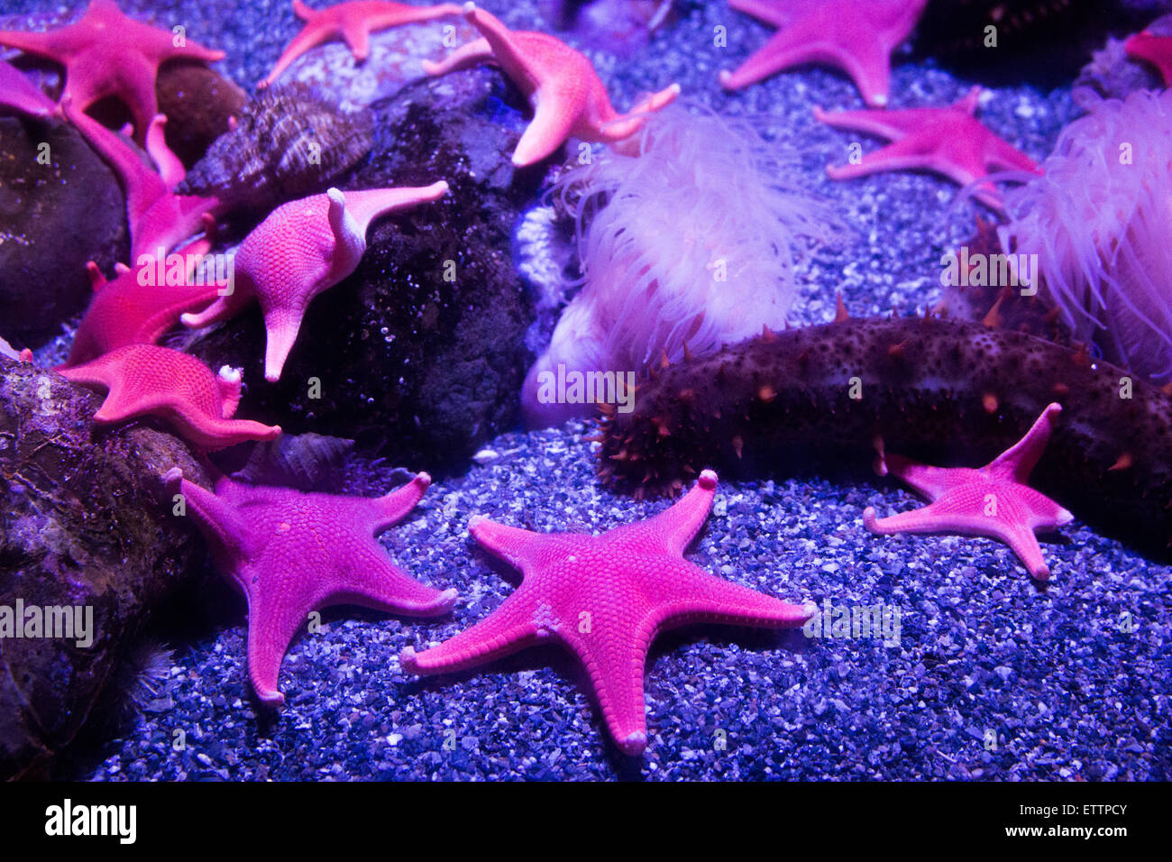 Clan of Neon Starfish Stock Photo - Alamy