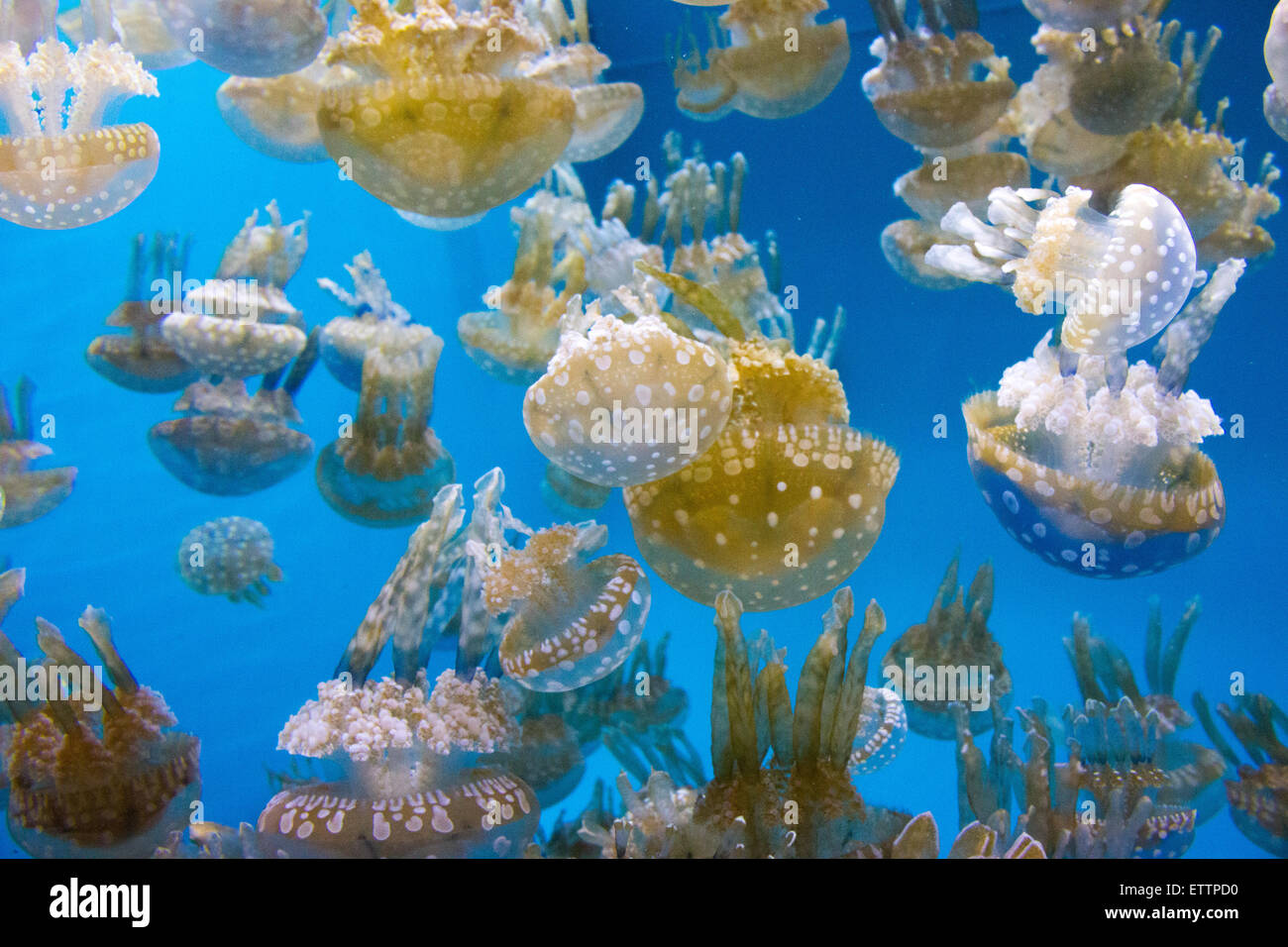 Floating Jellyfish Everywhere Stock Photo - Alamy