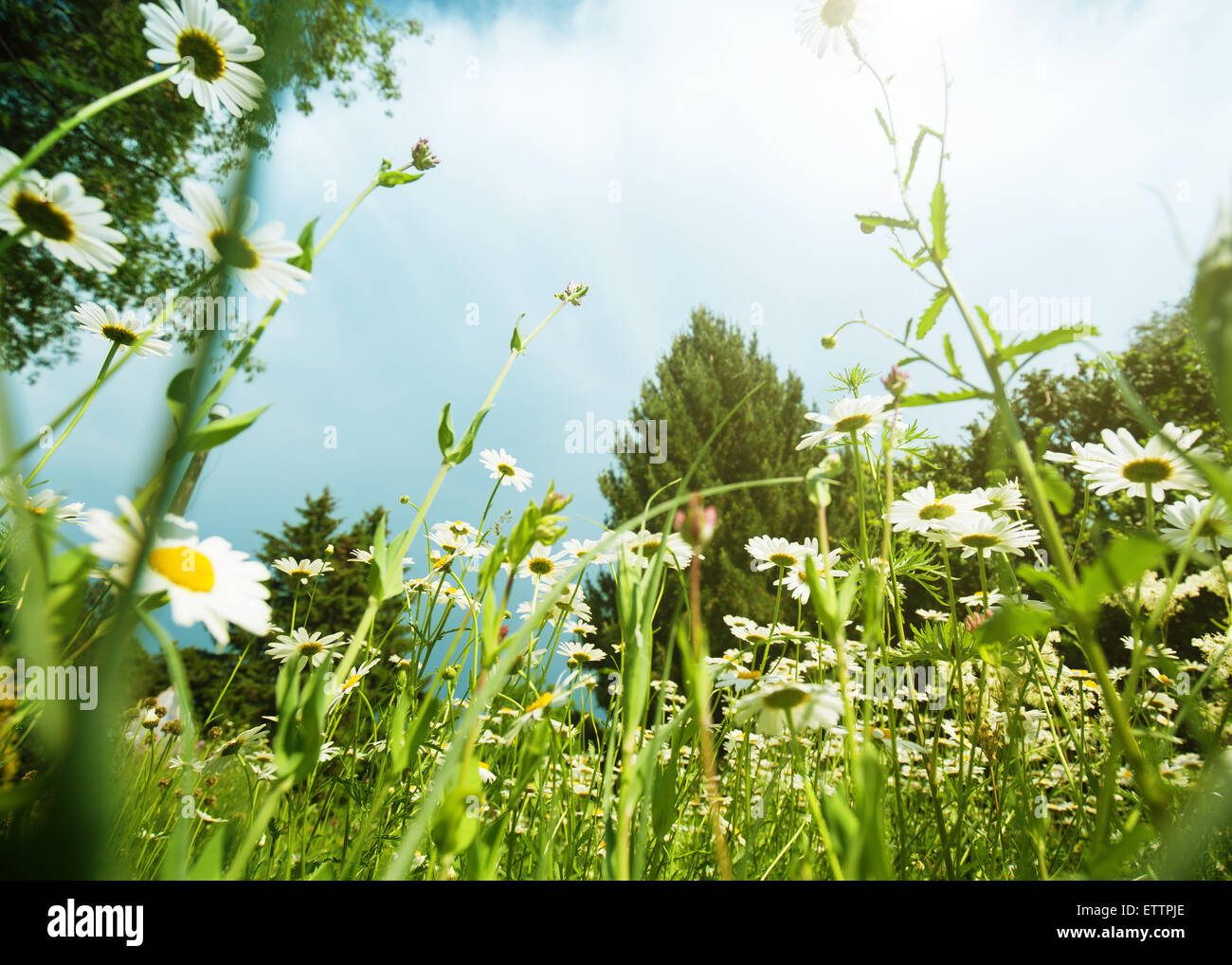 Daisy meadow, natural landscape Stock Photo - Alamy
