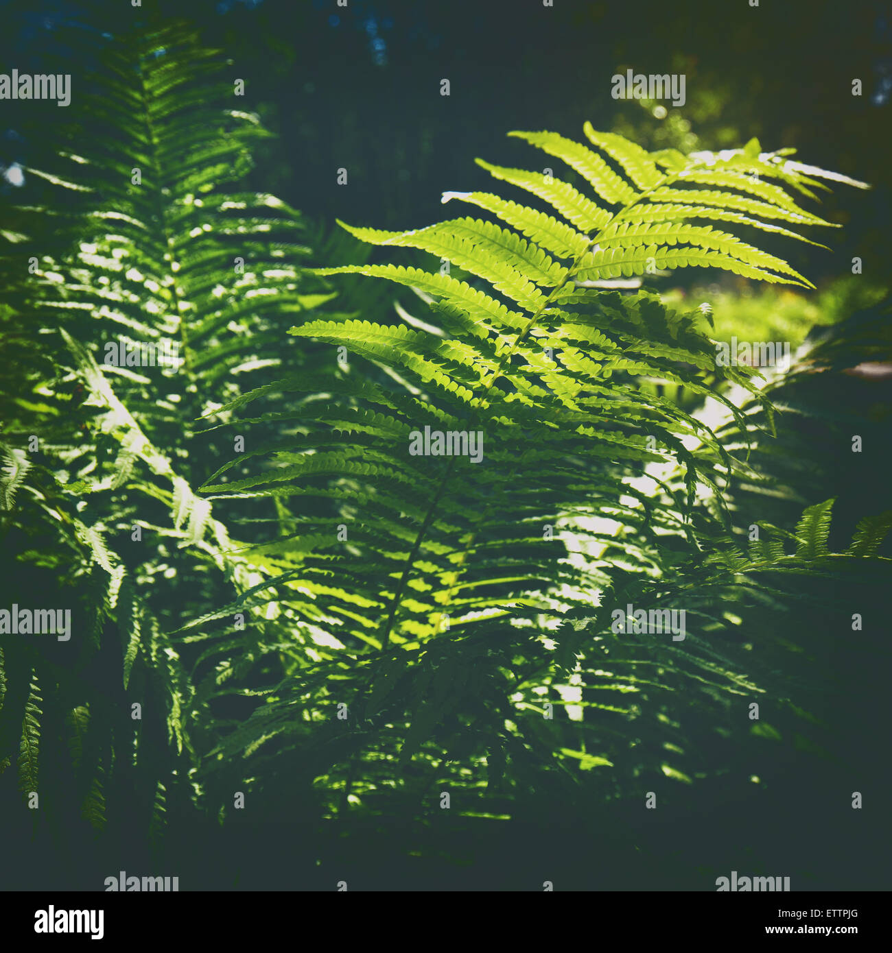 Fern grass. Spring. Beauty sunny day in the wild forest Stock Photo - Alamy