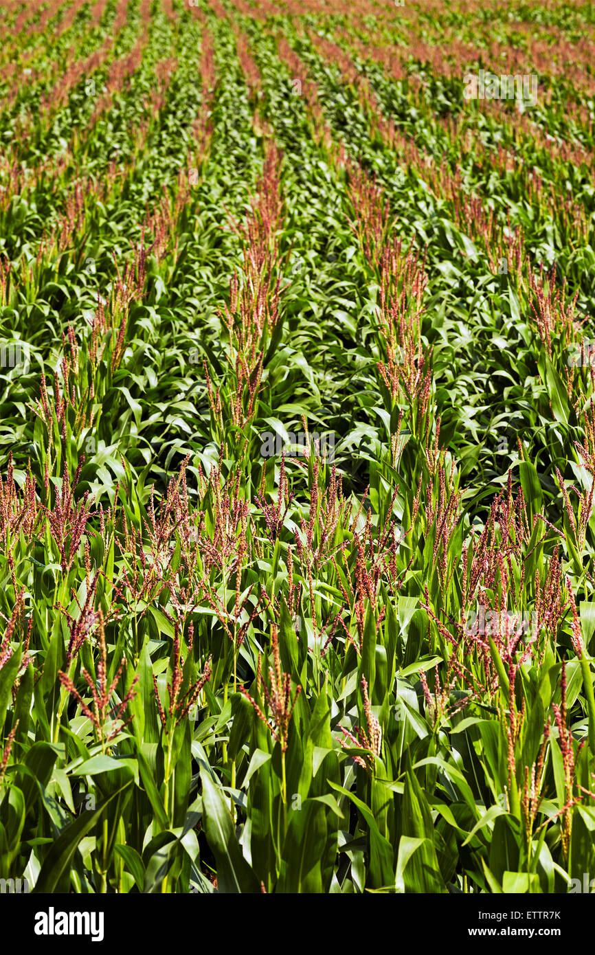 Corn plan hi-res stock photography and images - Alamy