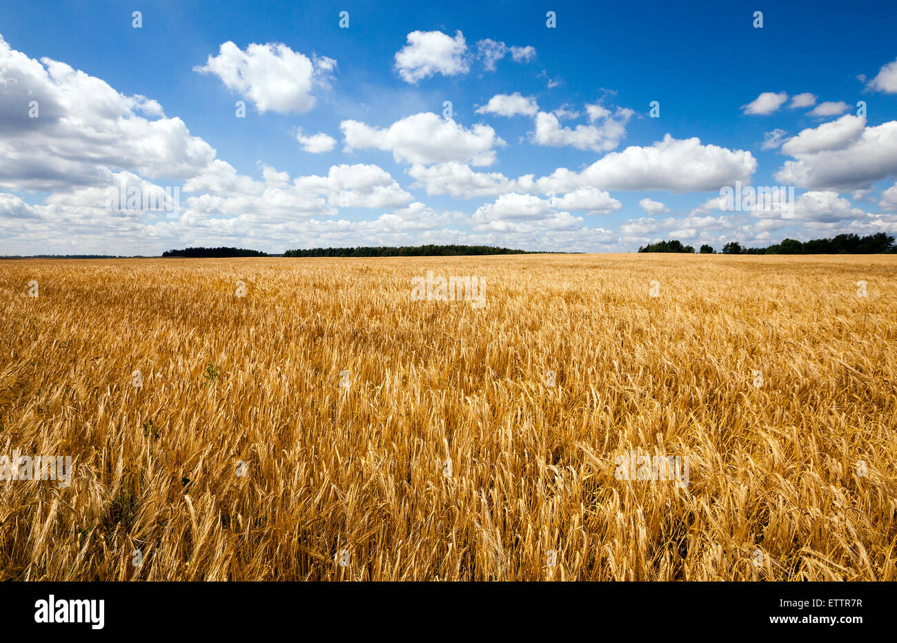 Wheat field s hi-res stock photography and images - Alamy