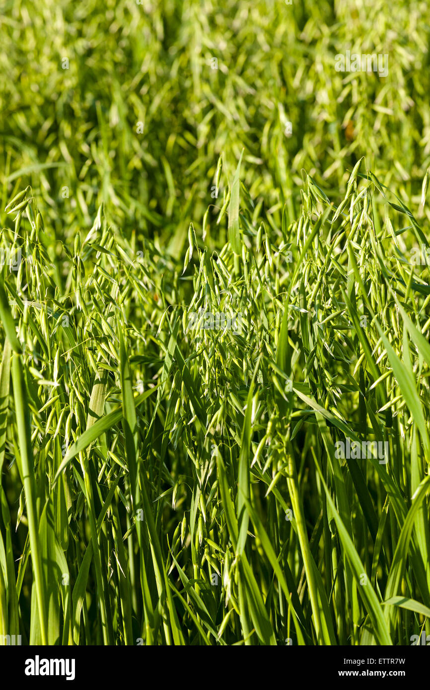 Green oat crop hi-res stock photography and images - Alamy