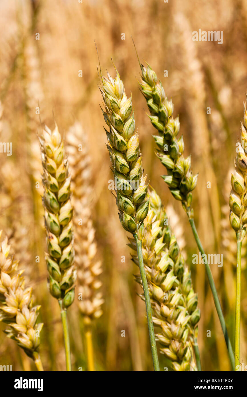 turning green rye Stock Photo - Alamy