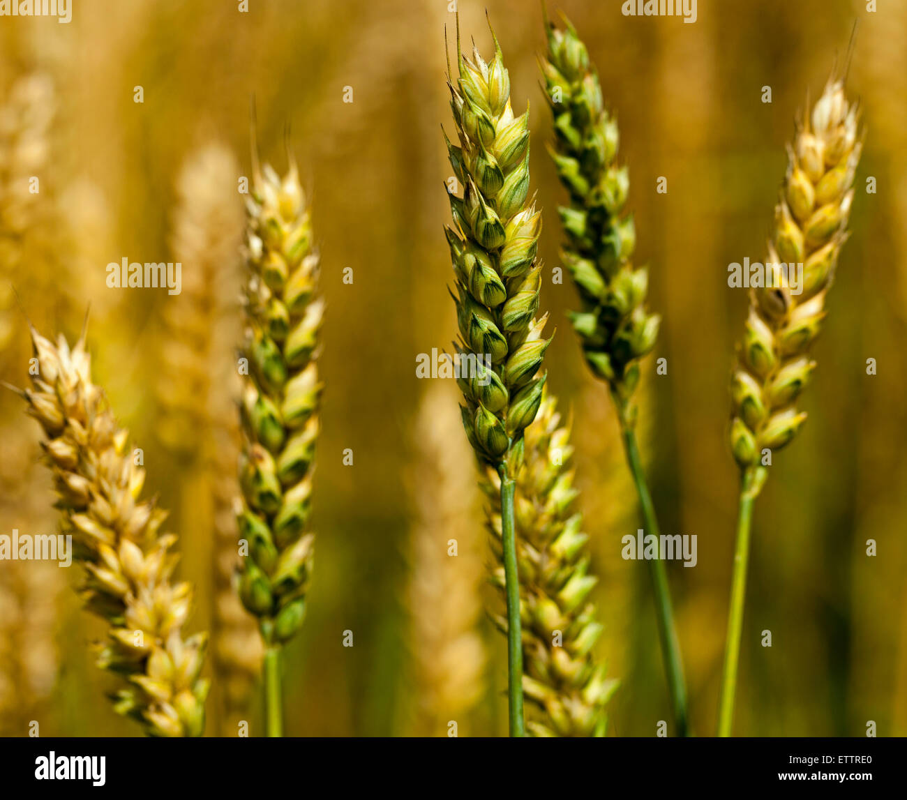 Spelt crop hi-res stock photography and images - Alamy