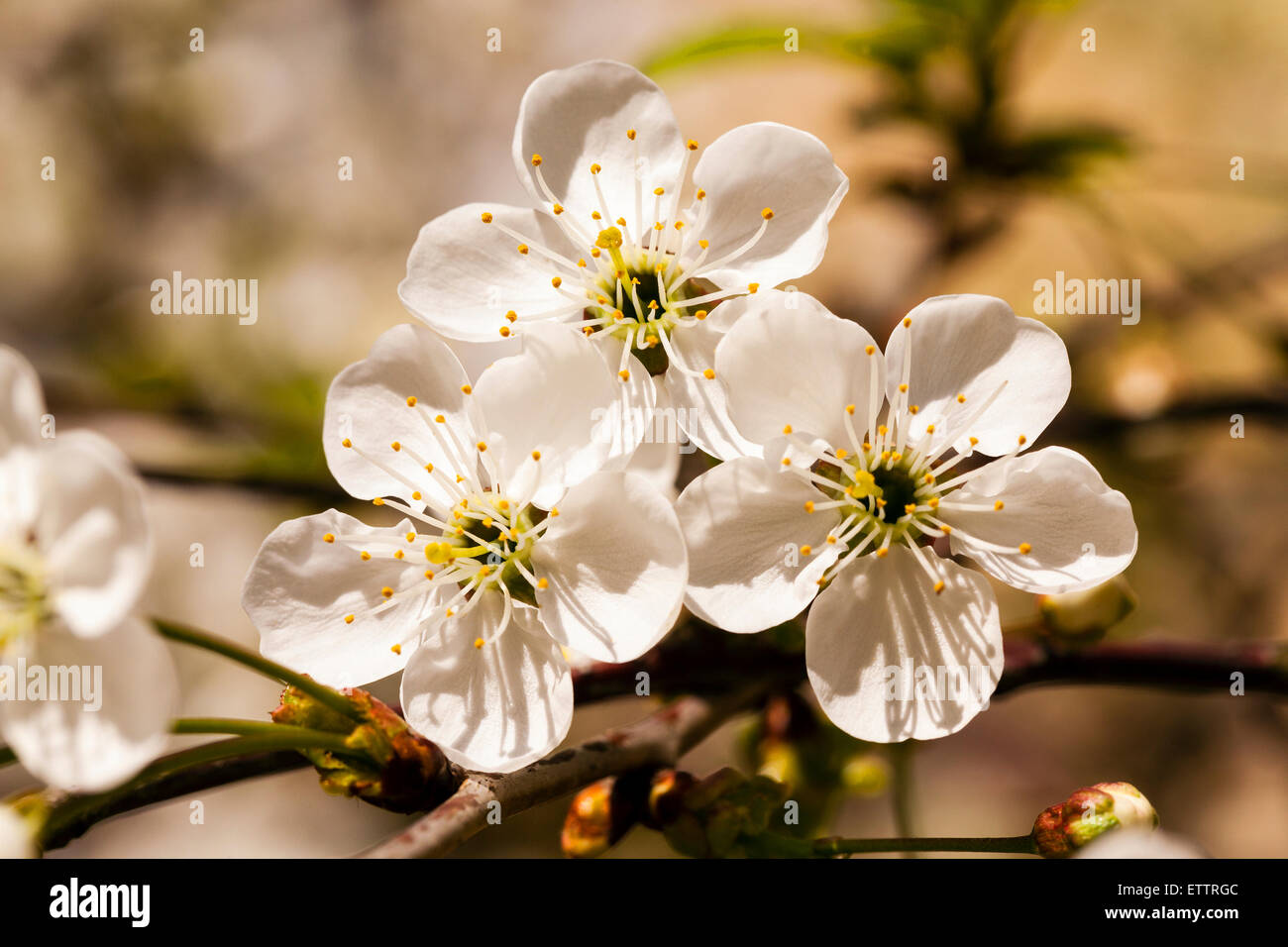 the blossoming tree Stock Photo - Alamy
