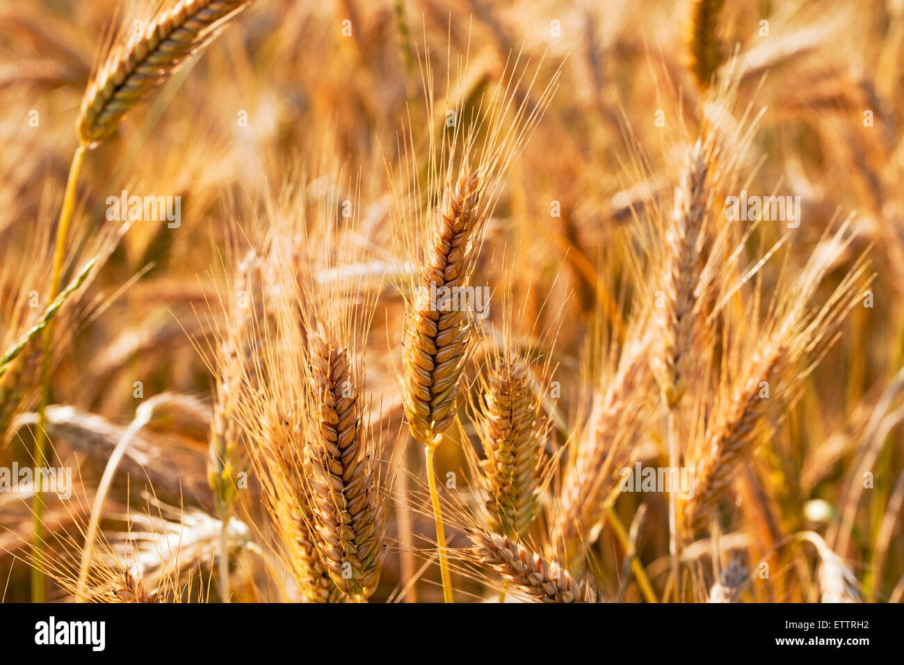 Ripened corn cob hi-res stock photography and images - Alamy