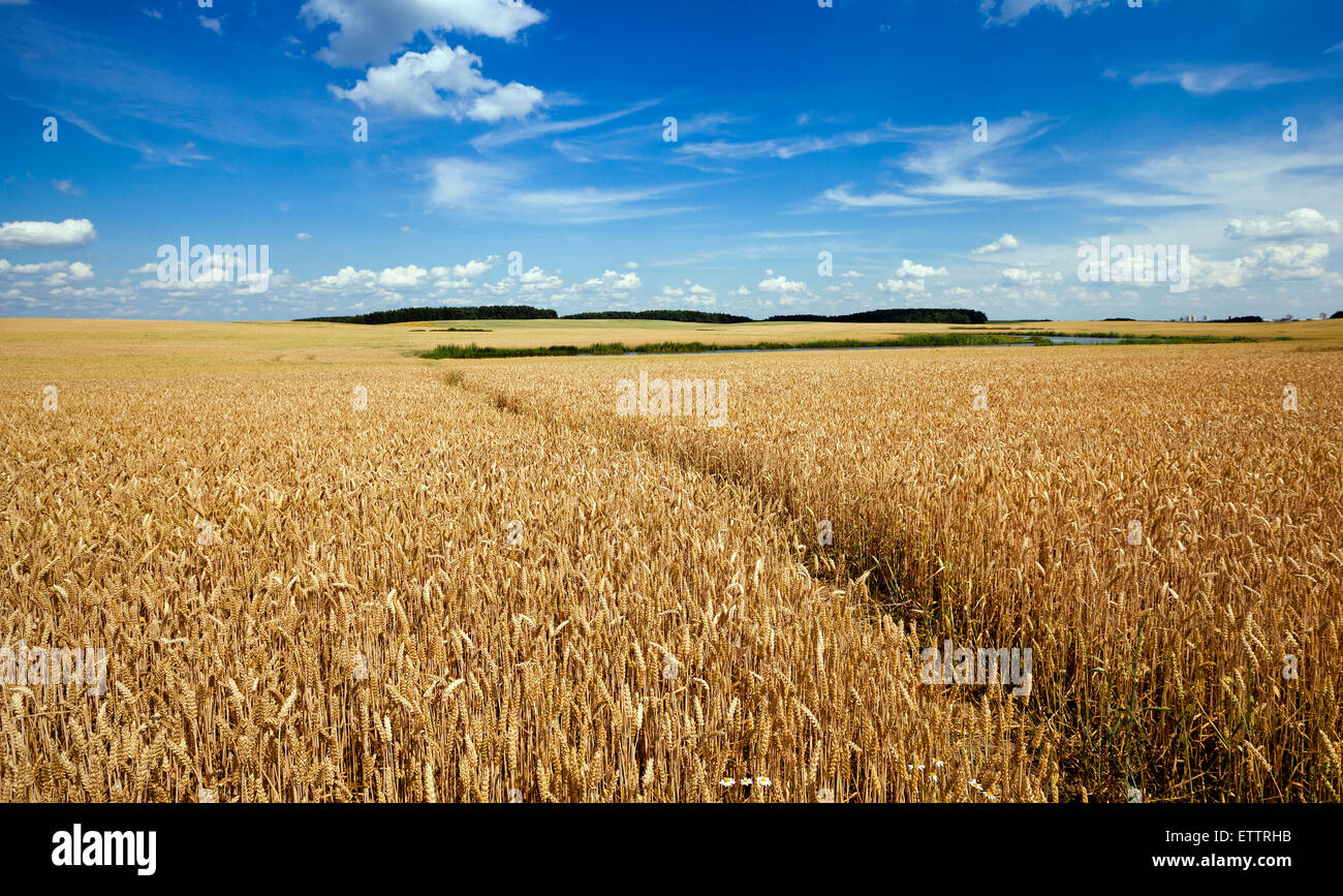 footpath in the field Stock Photo - Alamy
