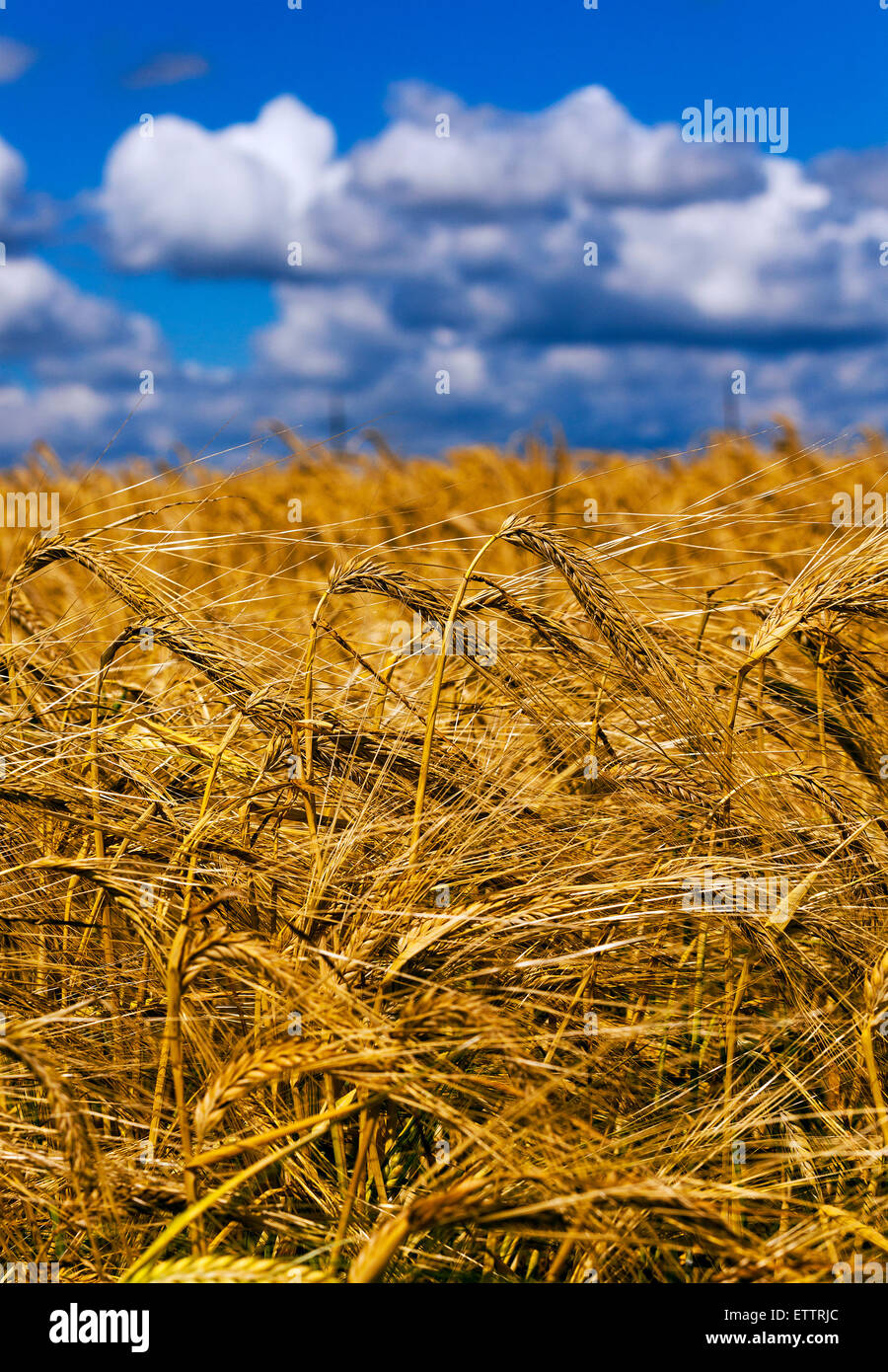 Wheat field s hi-res stock photography and images - Alamy