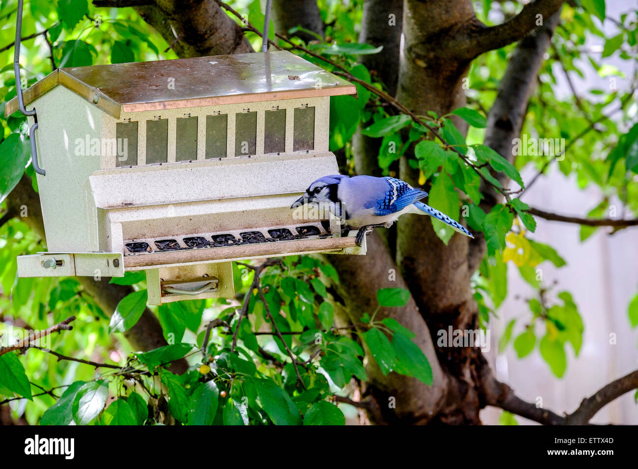 Bluejay feeding hi-res stock photography and images - Alamy