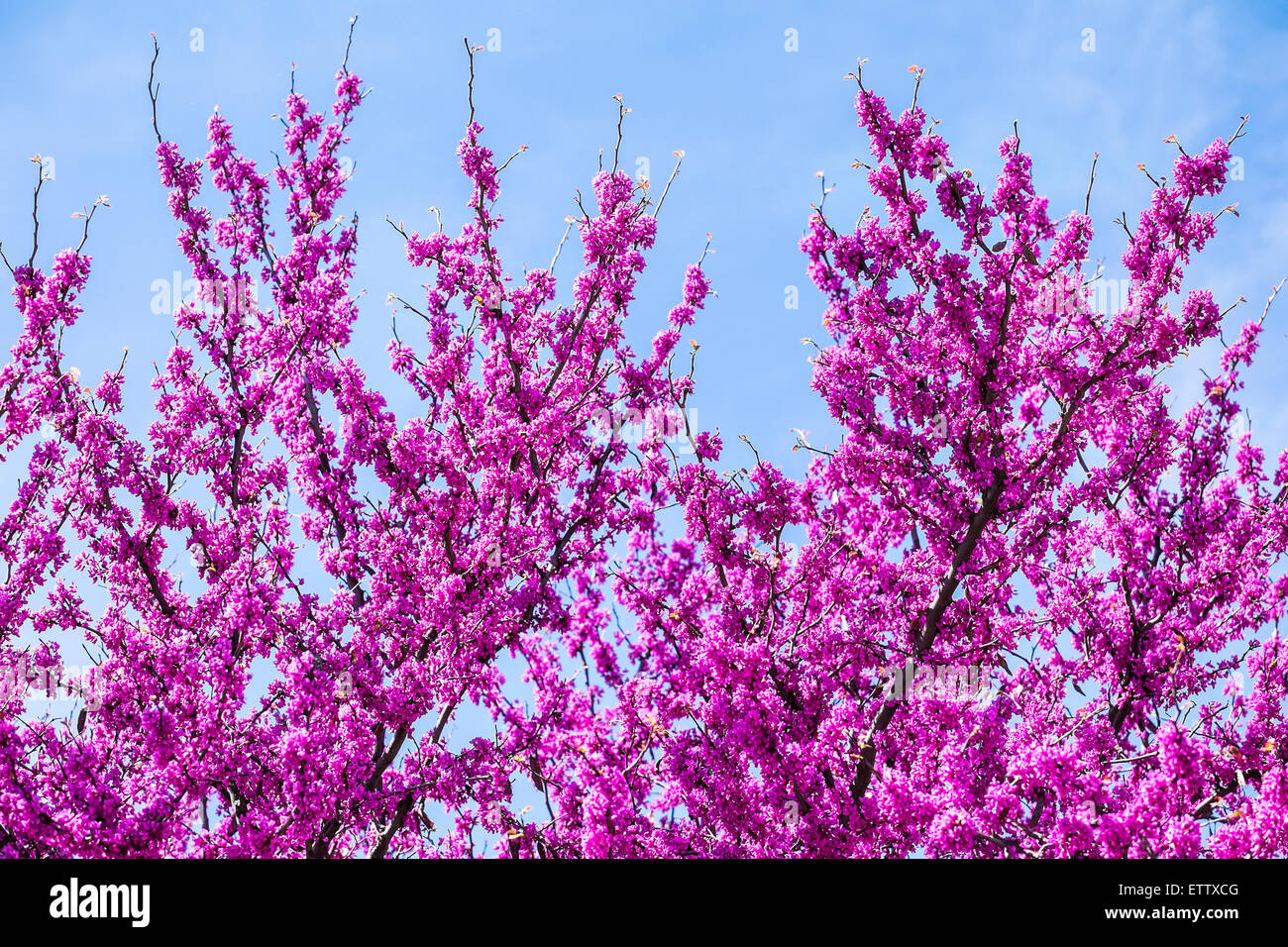 An eastern redbud tree, Cercis canadensis, in spring bloom. The redbud ...