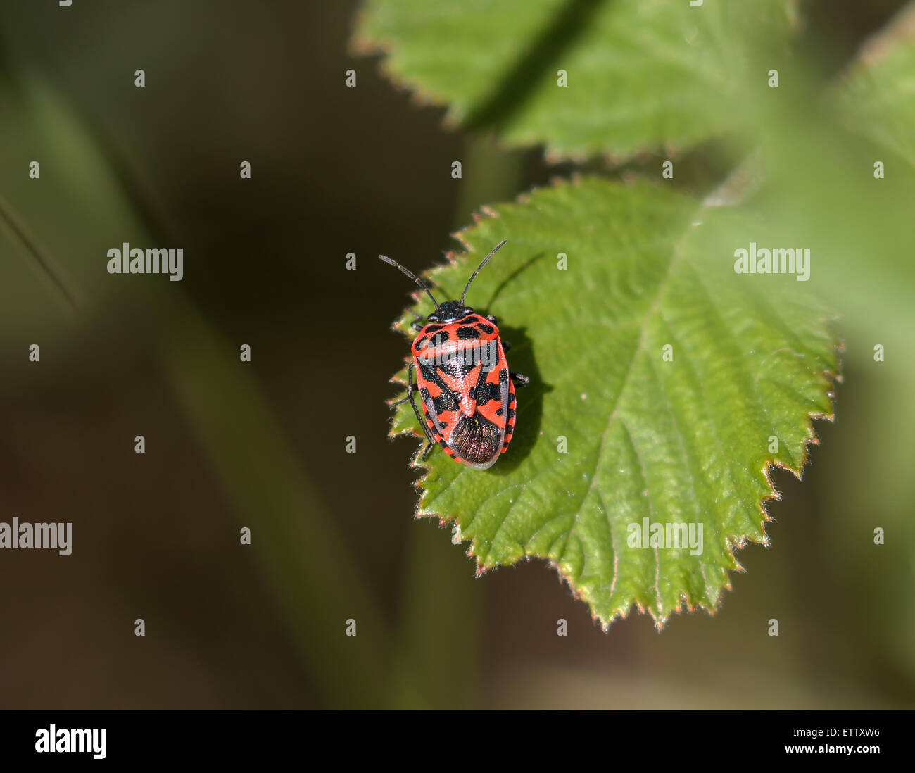 Ornate shield bug hi-res stock photography and images - Alamy