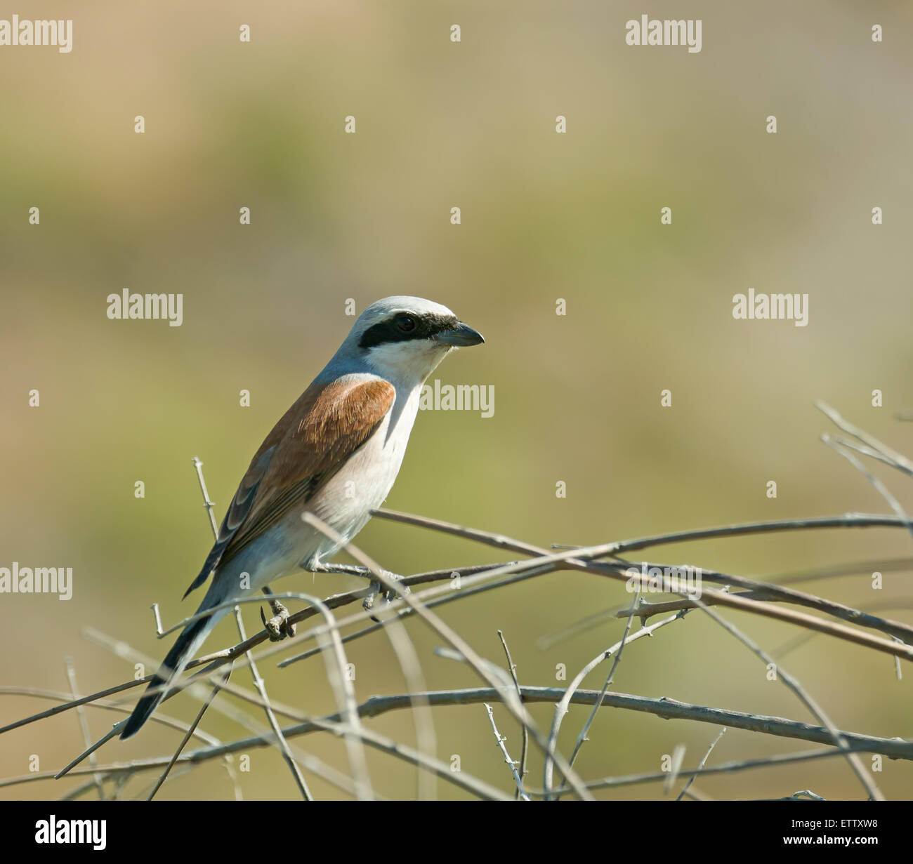 Male red backed shrike hi-res stock photography and images - Alamy