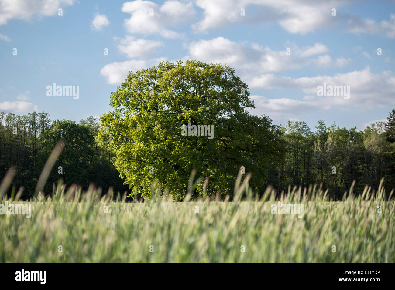 Oak tree in spring hi-res stock photography and images - Alamy