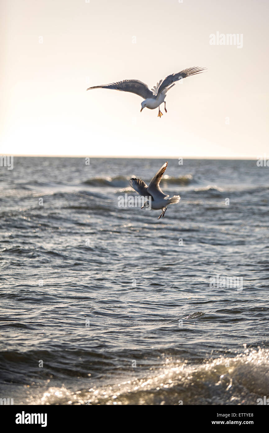 Germany, Baltic Sea, seagulls in the hunt Stock Photo - Alamy