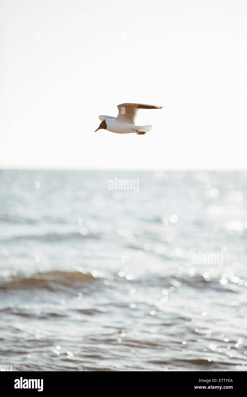 Germany, Baltic Sea, flying seagull Stock Photo - Alamy
