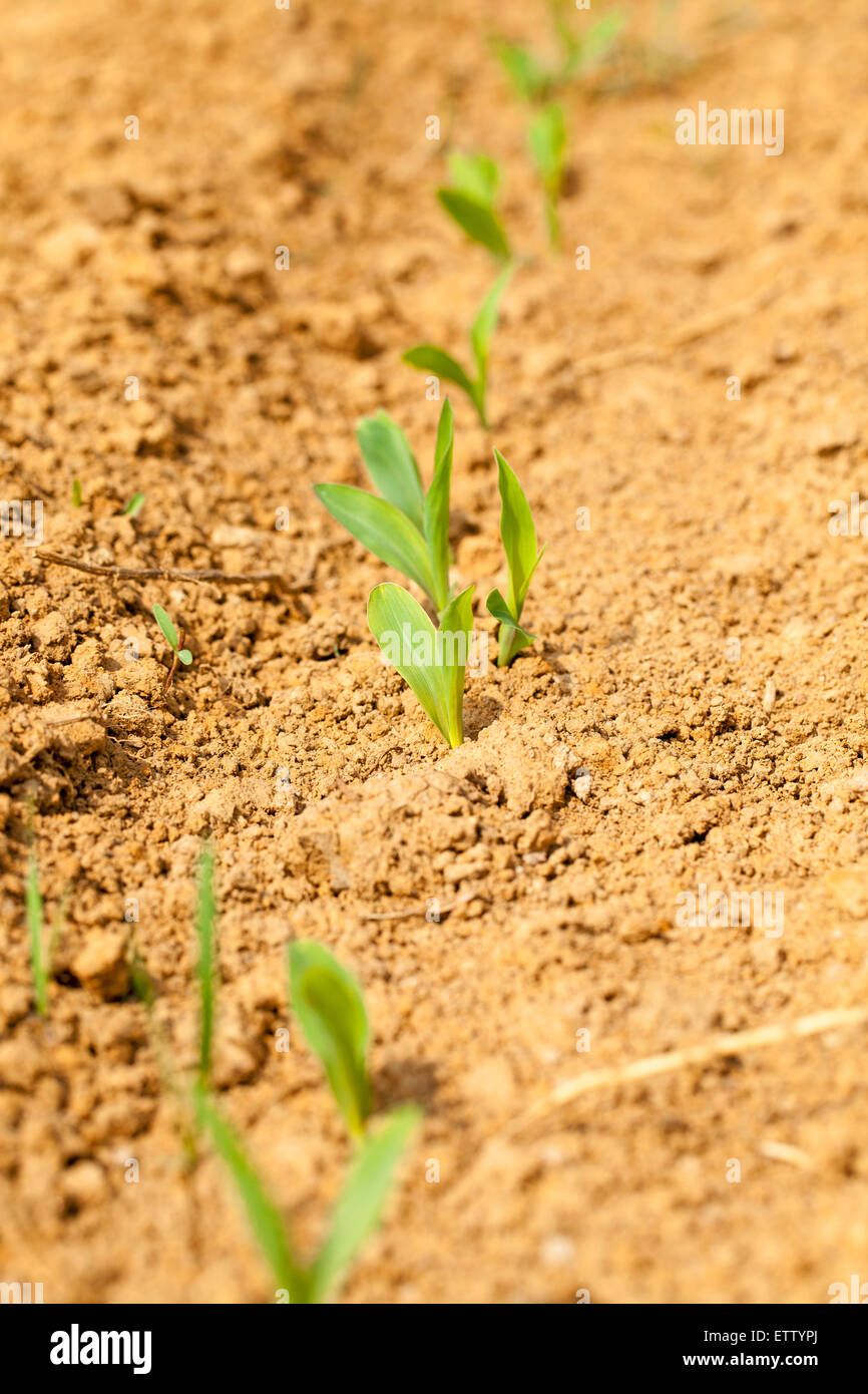 Sc seed hi-res stock photography and images - Alamy