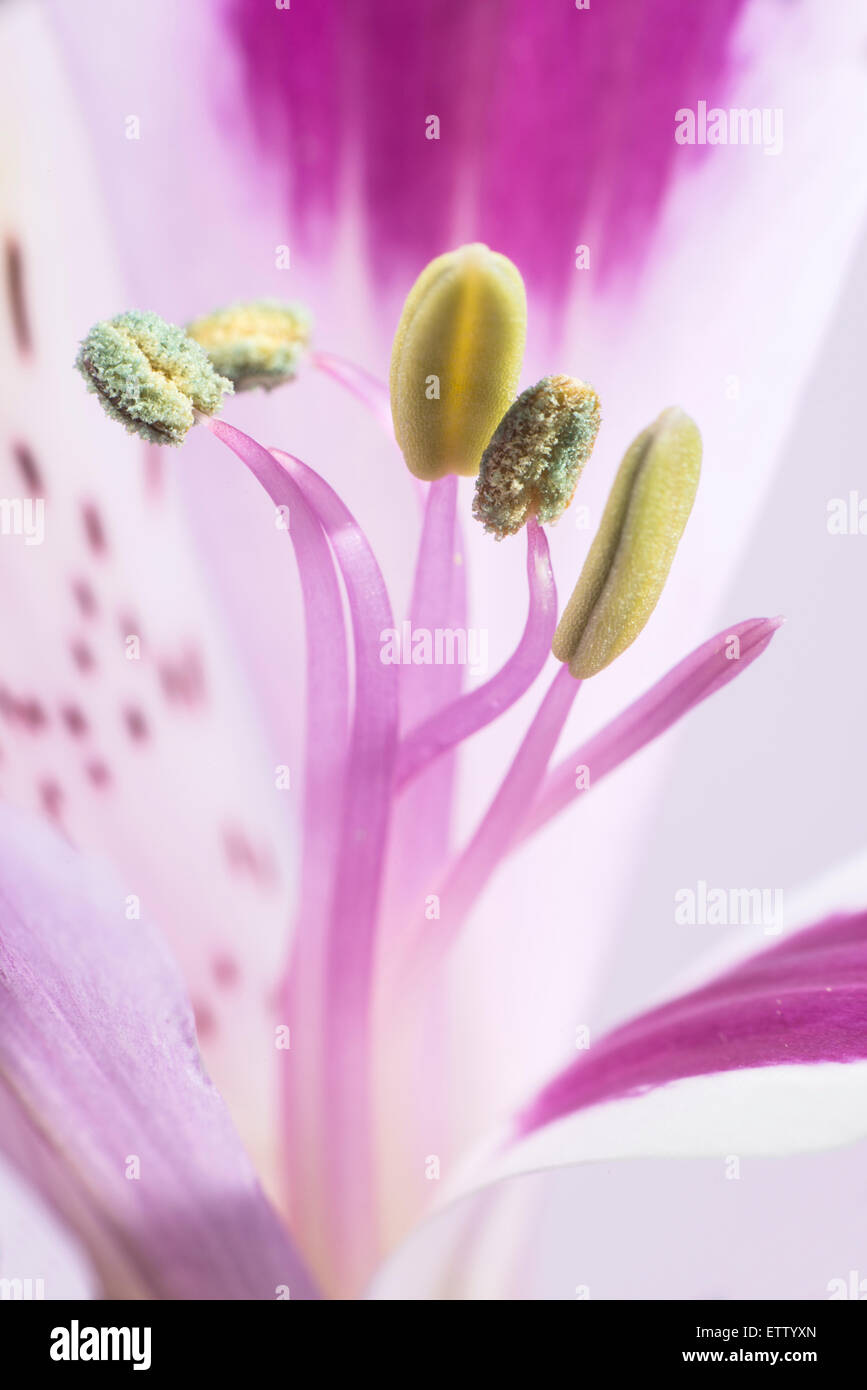 Stamen and pistils of lily Stock Photo - Alamy