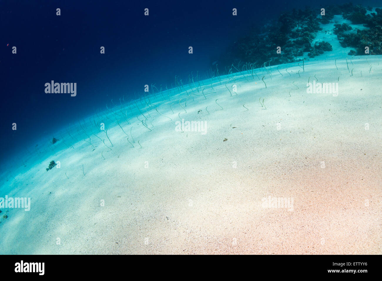 Field underwater hi-res stock photography and images - Alamy