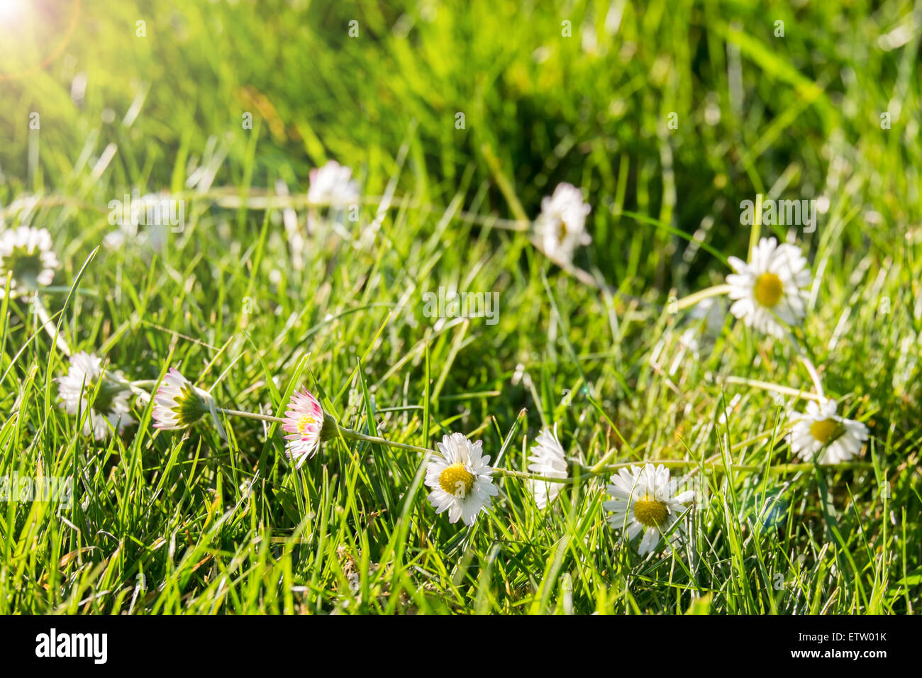 Daisy chain hi-res stock photography and images - Alamy