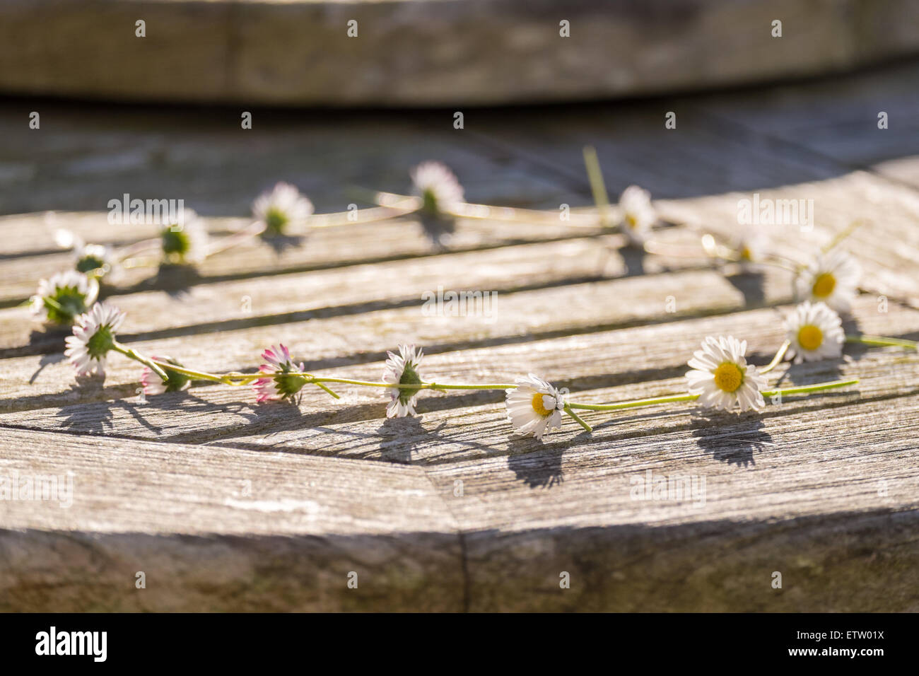 Daisy chain hi-res stock photography and images - Alamy