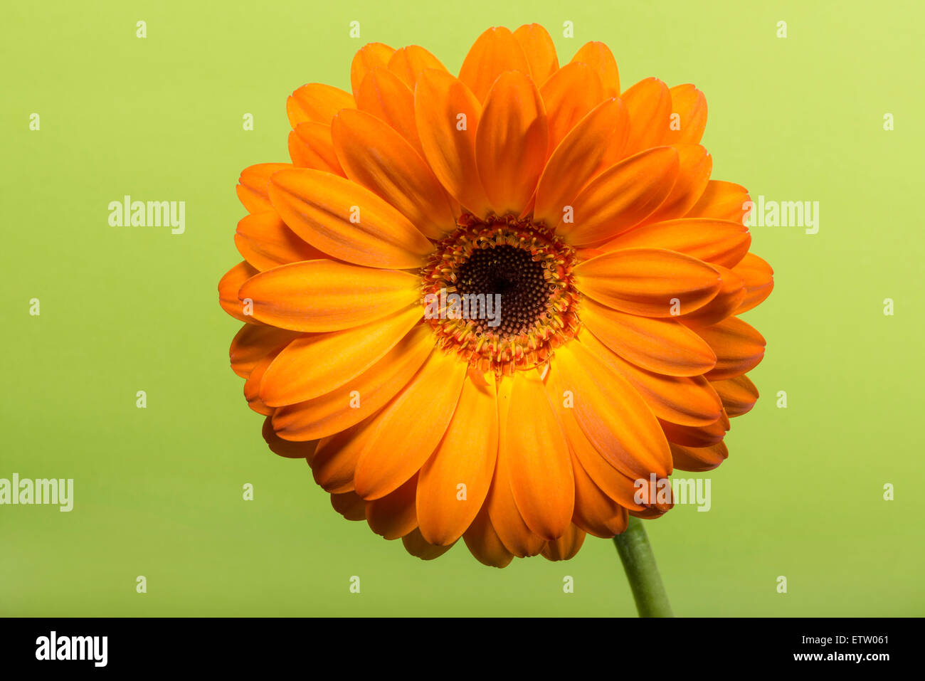 Orange Gerbera in front of light green background Stock Photo - Alamy