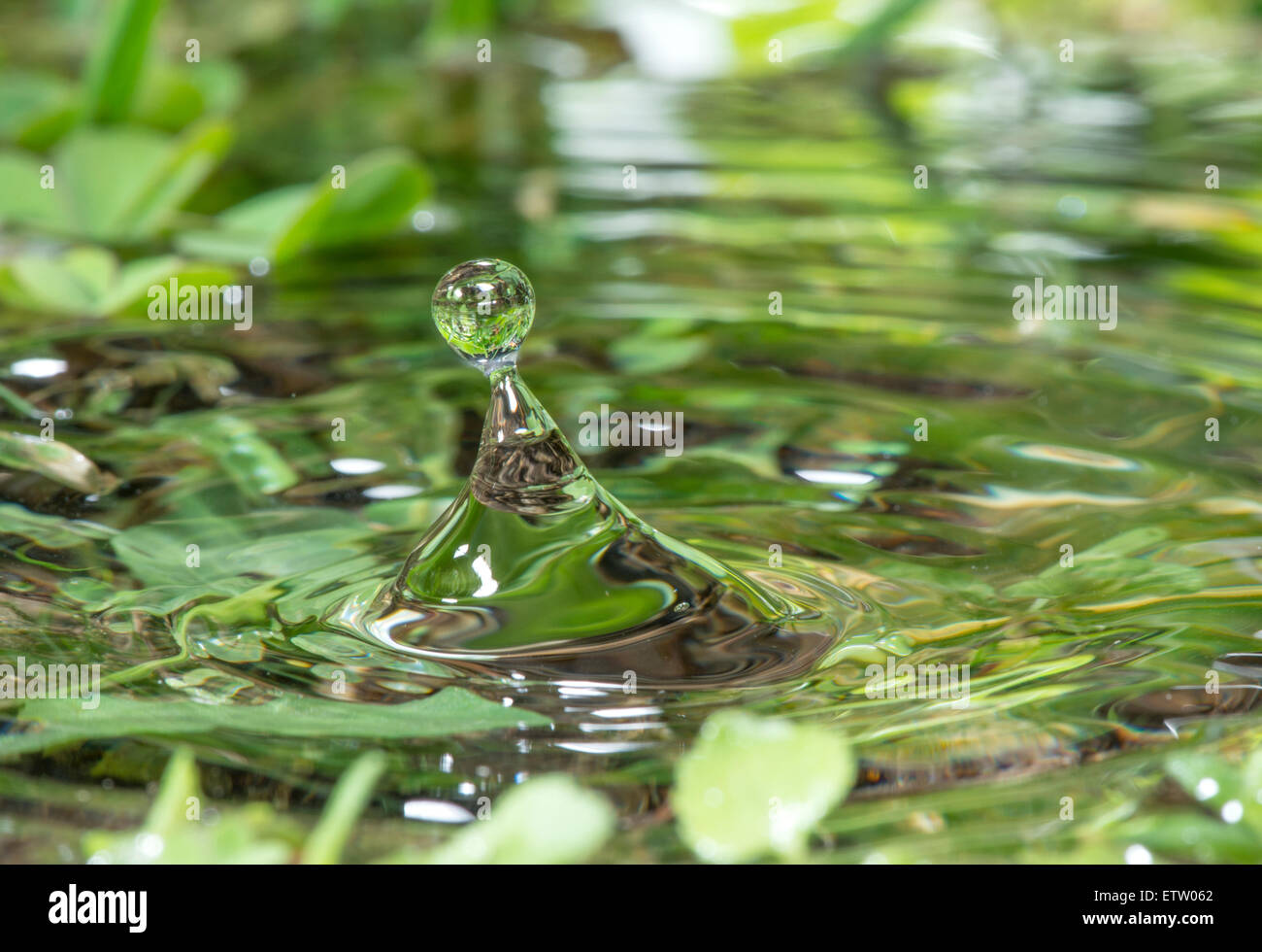 Nature, water drop, close-up Stock Photo - Alamy
