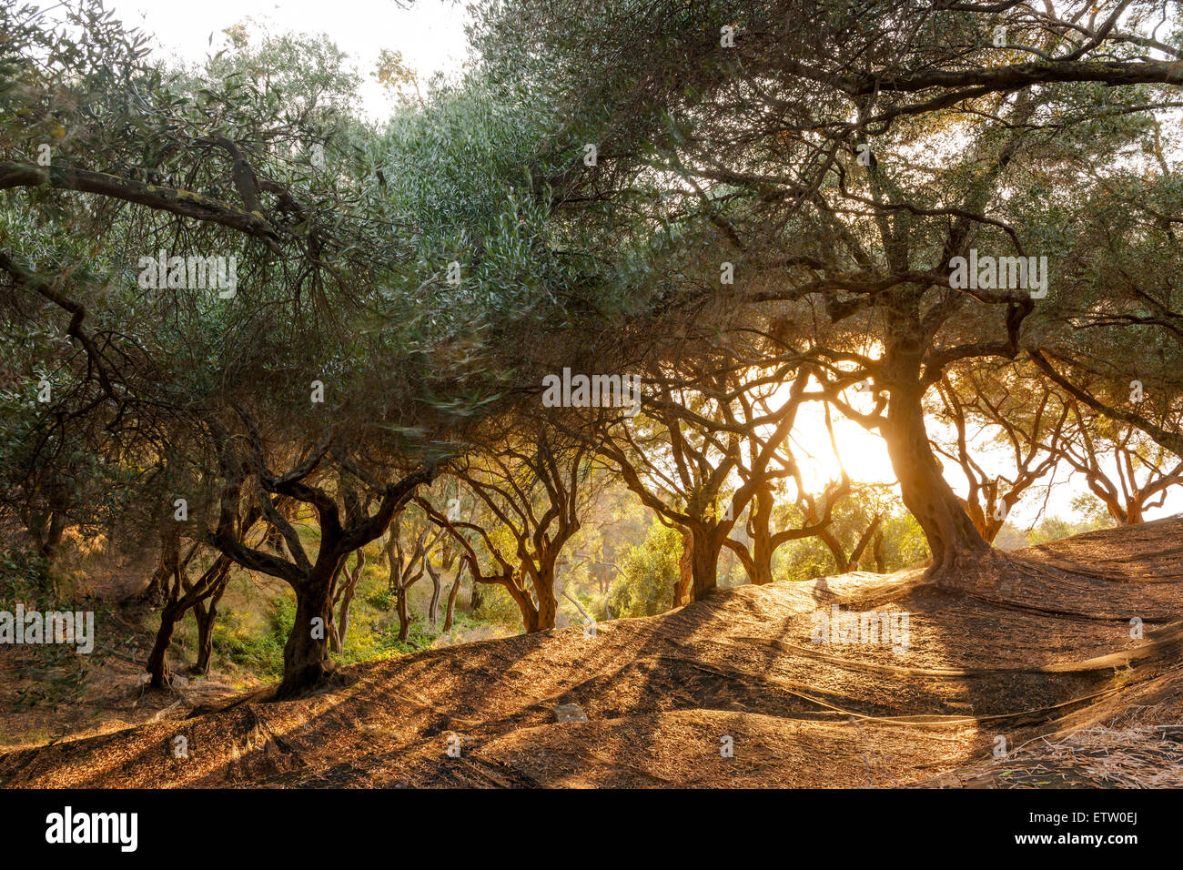 Corfu greece plantation hi-res stock photography and images - Alamy