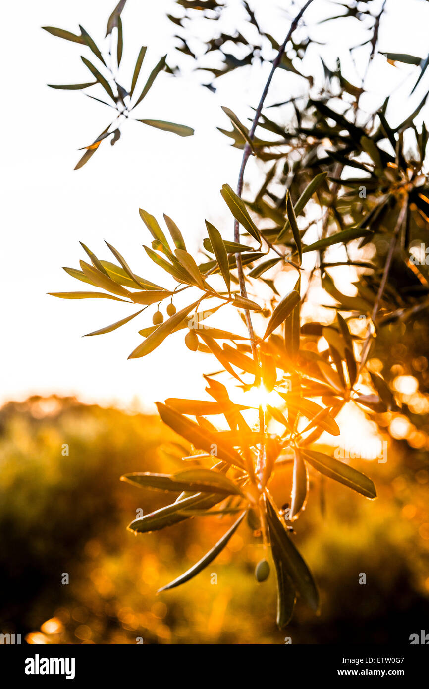 Greece, Corfu, olive tree in backlight Stock Photo - Alamy