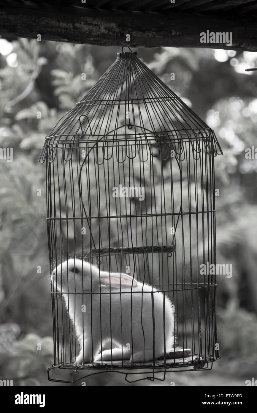 Rabbit trap hi-res stock photography and images - Alamy