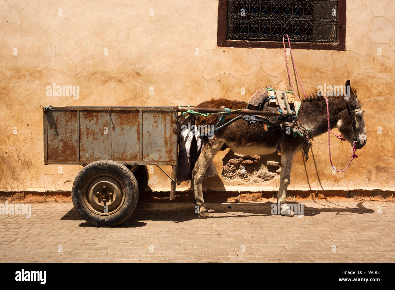 Morocco, Marrakesh, donkey with trailer Stock Photo - Alamy