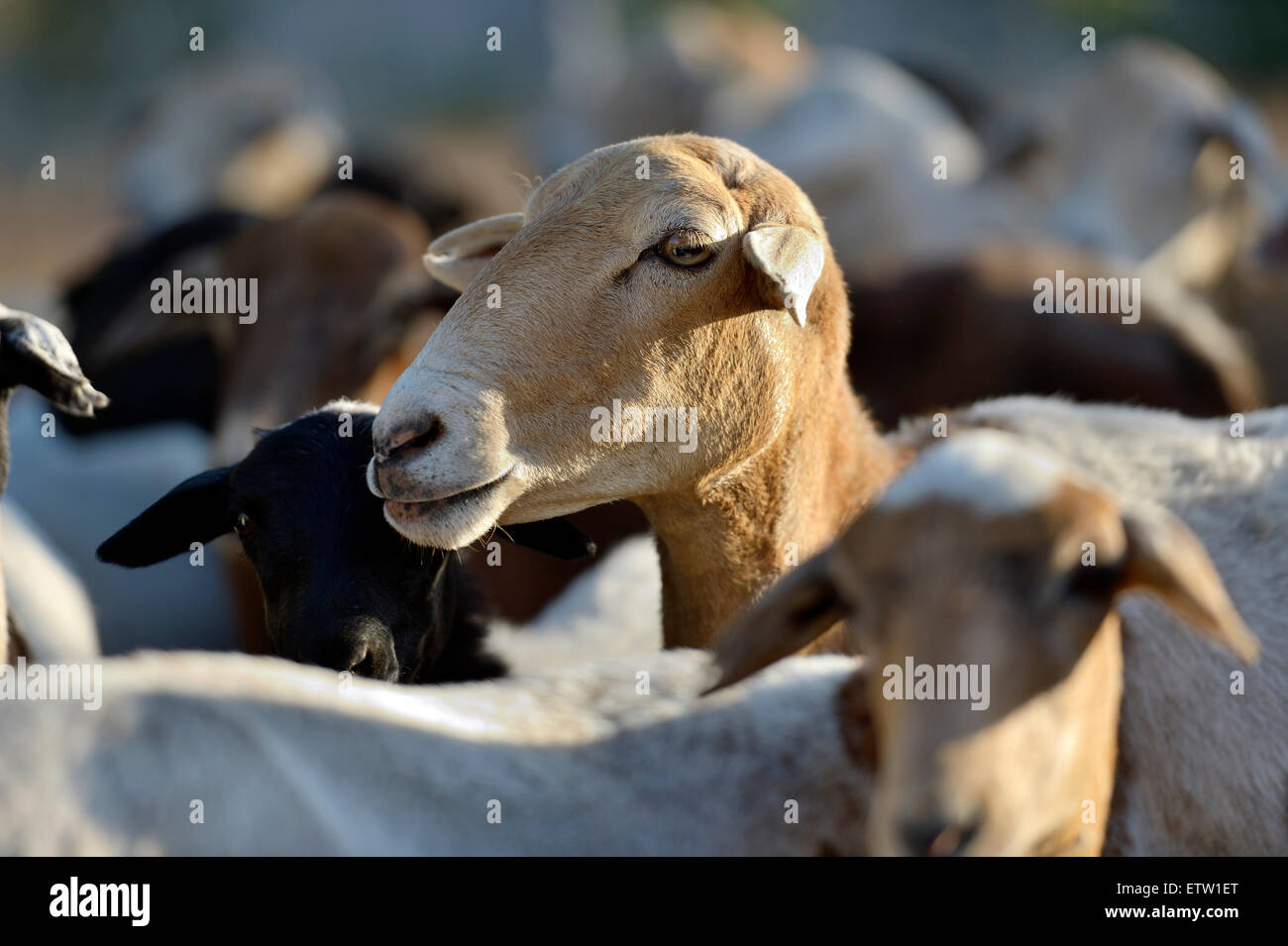 Domestic goats capra hircus hi-res stock photography and images - Alamy