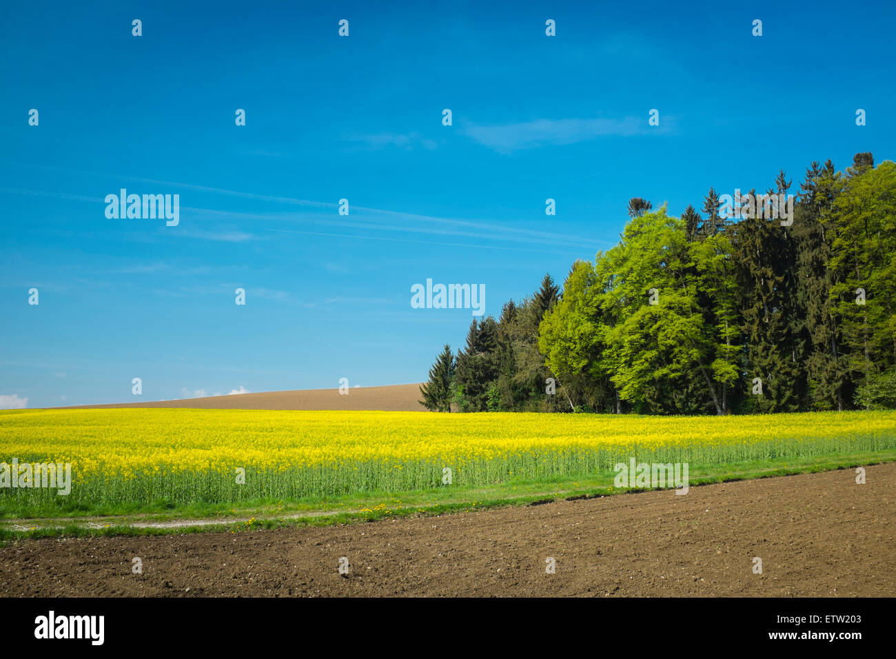 Germany, Bavaria, Chiemgau, rape field Stock Photo - Alamy