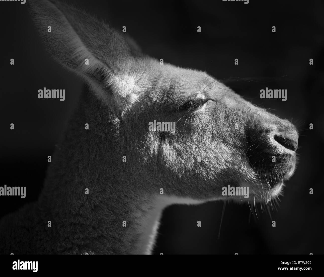 Kangaroo Black and White Stock Photos & Images - Alamy