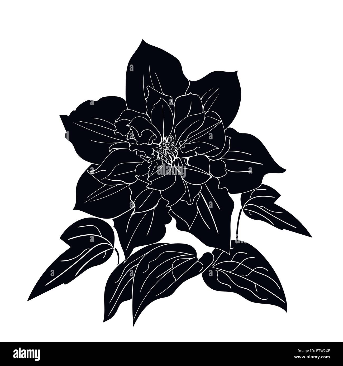 Clematis flower bud Cut Out Stock Images & Pictures - Alamy