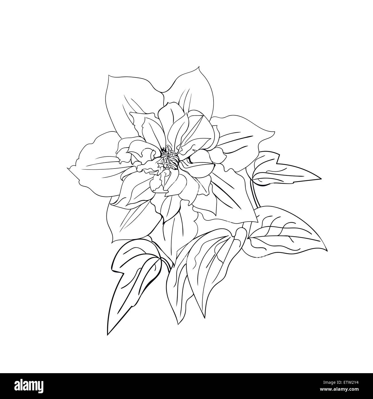 Clematis drawing hi-res stock photography and images - Alamy